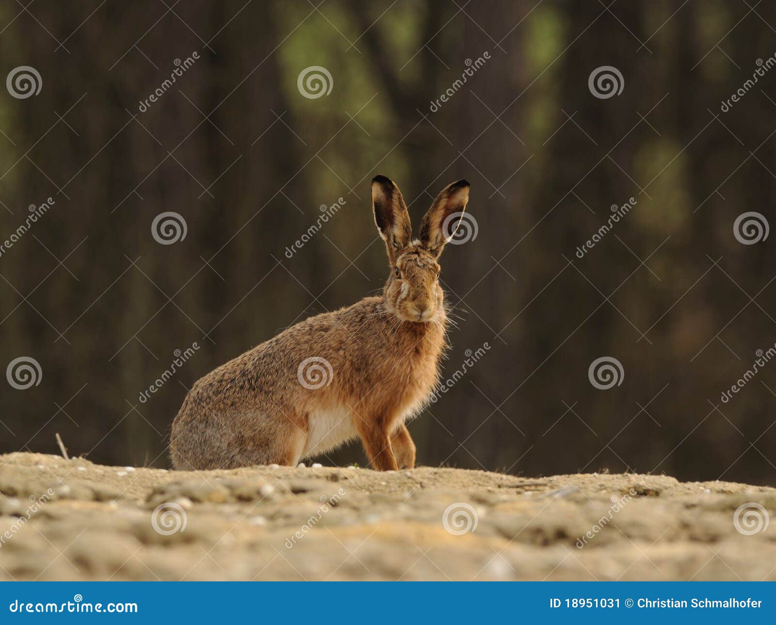 Sitting Hare stock image. Image of hide, mammal, portrait - 18951031