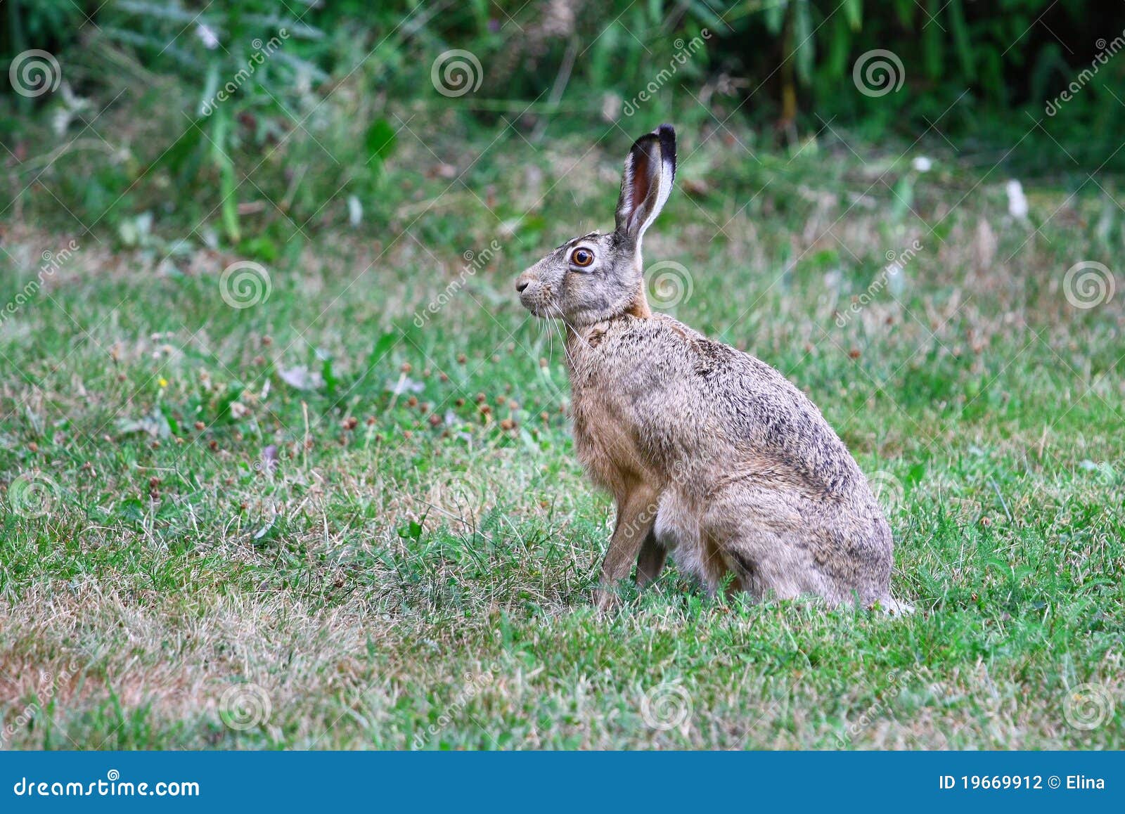Sitting Hare stock photo. Image of fields, animals, bunny - 19669912