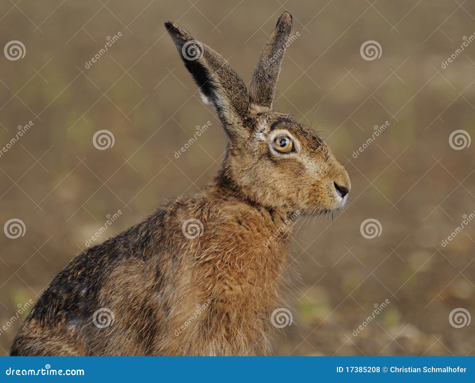 Sitting Hare ( Lepus Europaeus ) Stock Photo - Image of sitting, head ...