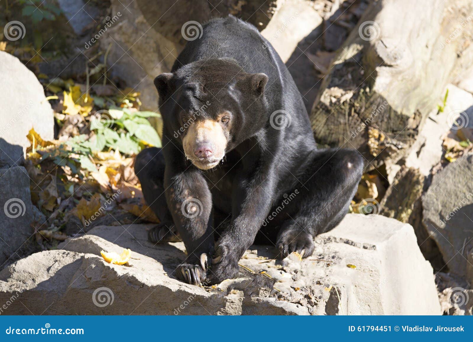 Sitting Helarctos Malayanus, Malayan Sun Bear with Large Claws Stock ...