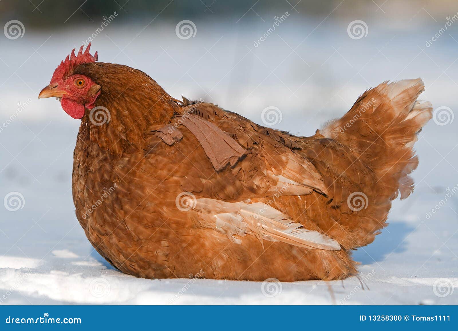 Sitting hen stock photo. Image of poultry, agriculture - 13258300
