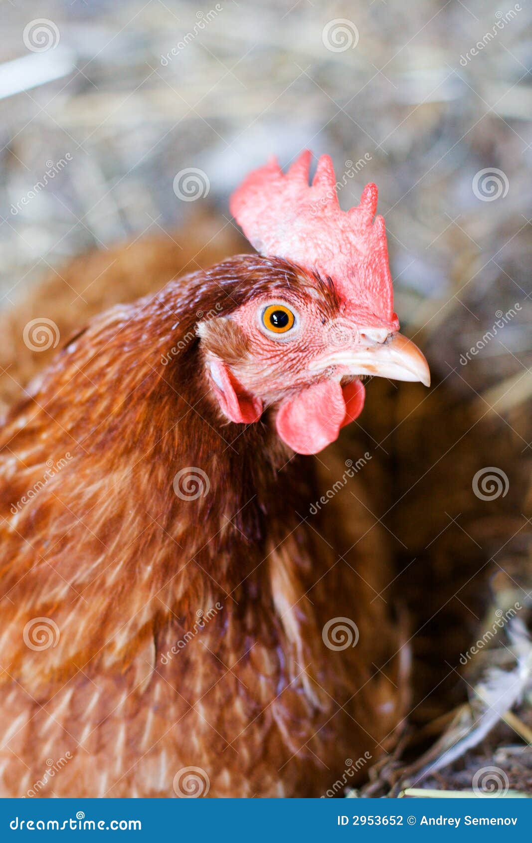 Sitting hen stock photo. Image of female, feather, comb - 2953652
