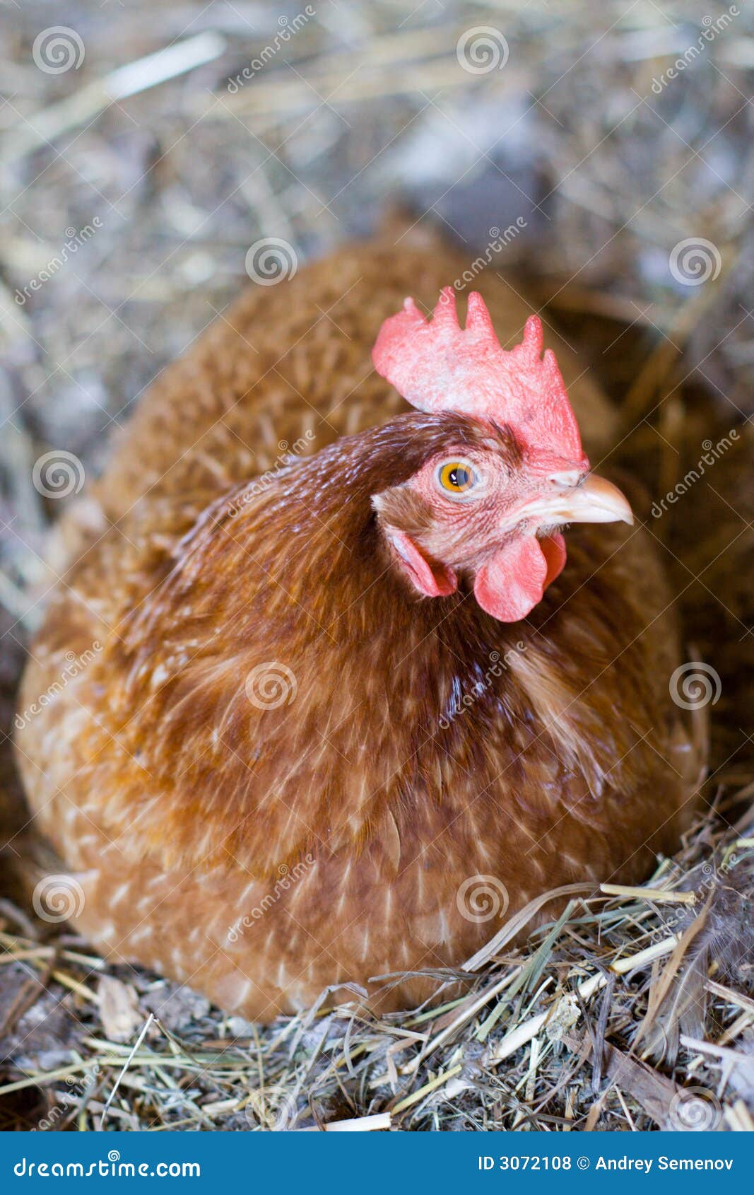 Sitting Hen Picture. Image: 3072108