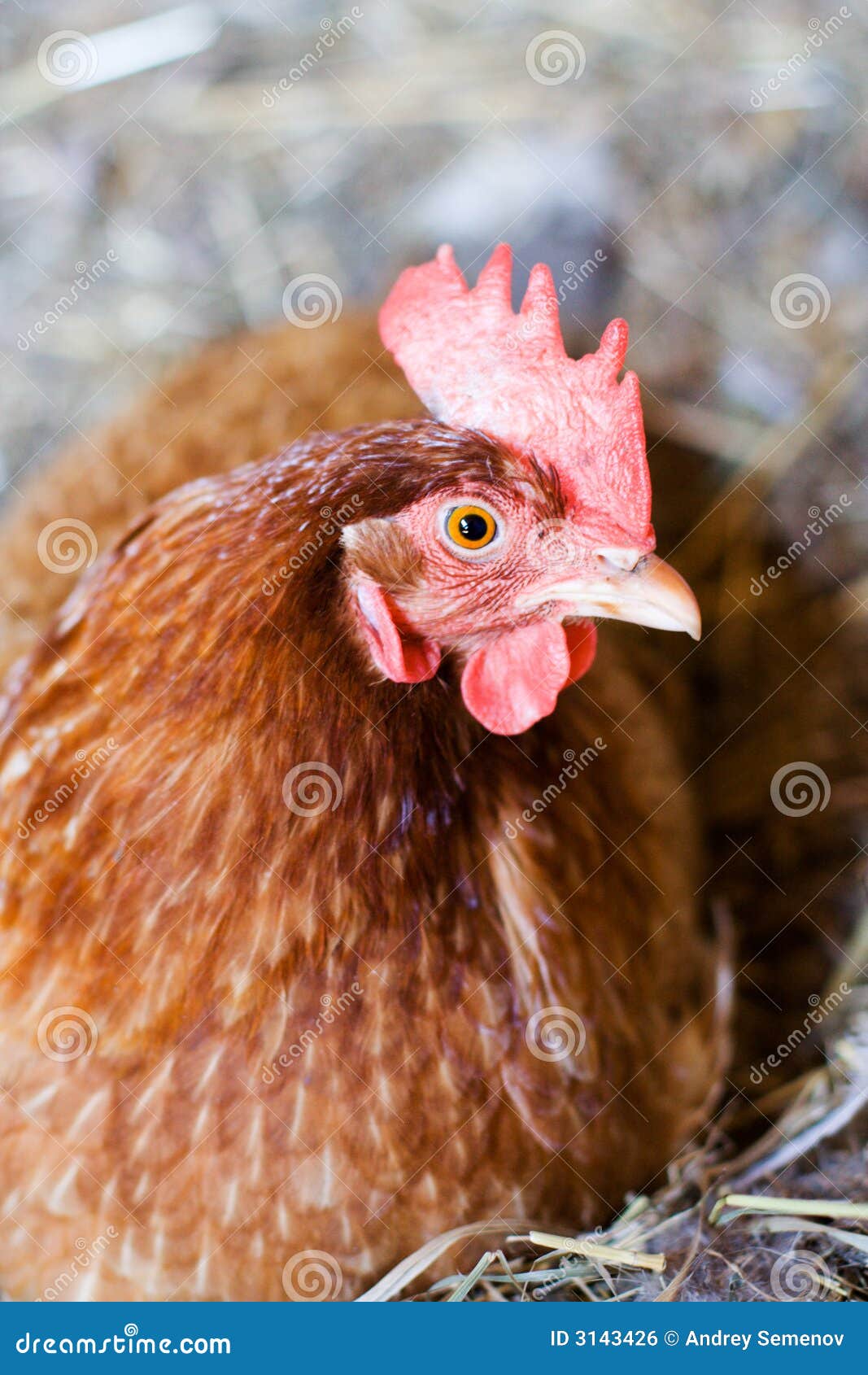 Sitting hen stock photo. Image of bird, profile, farm - 3143426