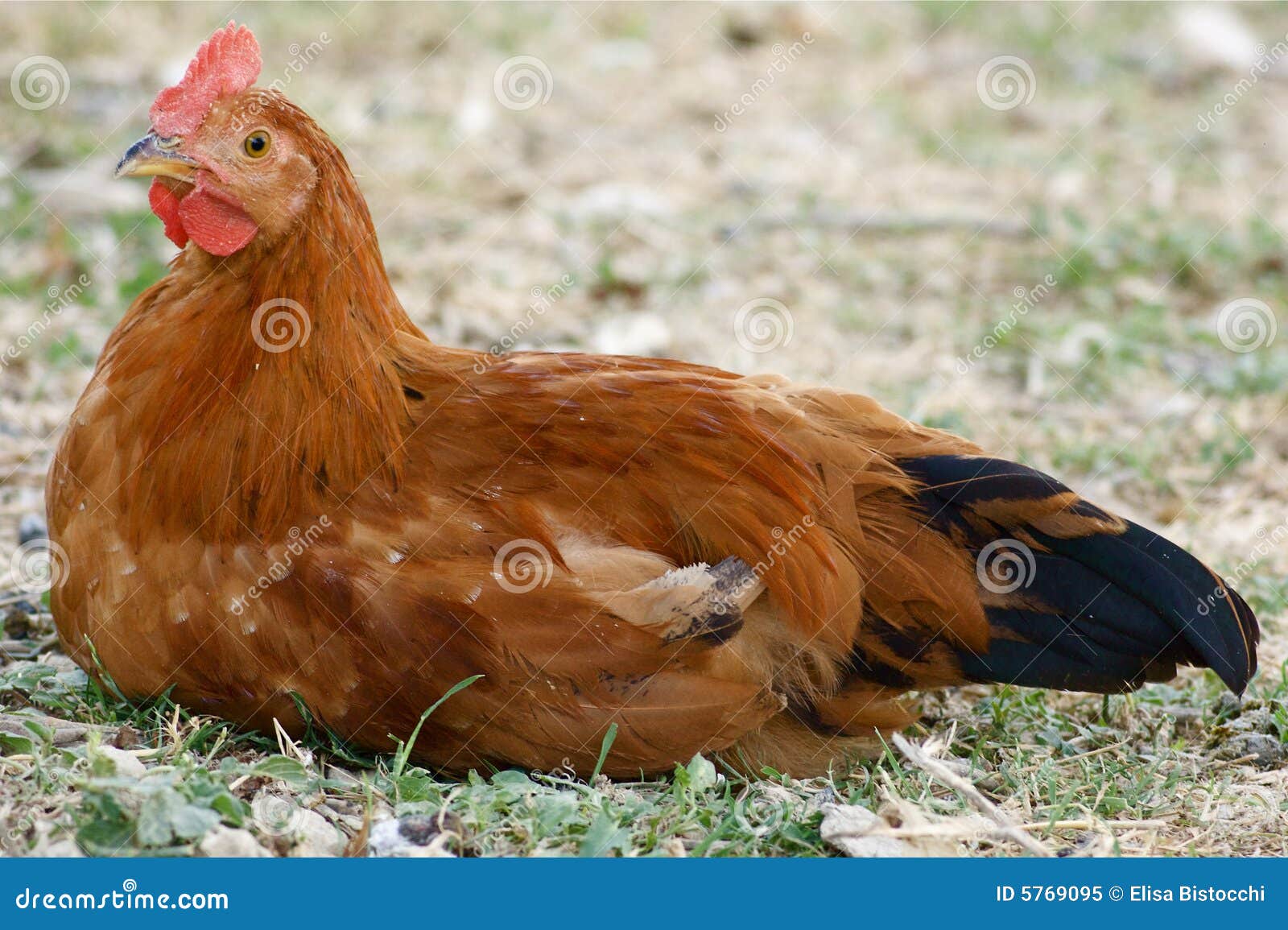 Sitting hen stock image. Image of neck, close, sitting - 5769095