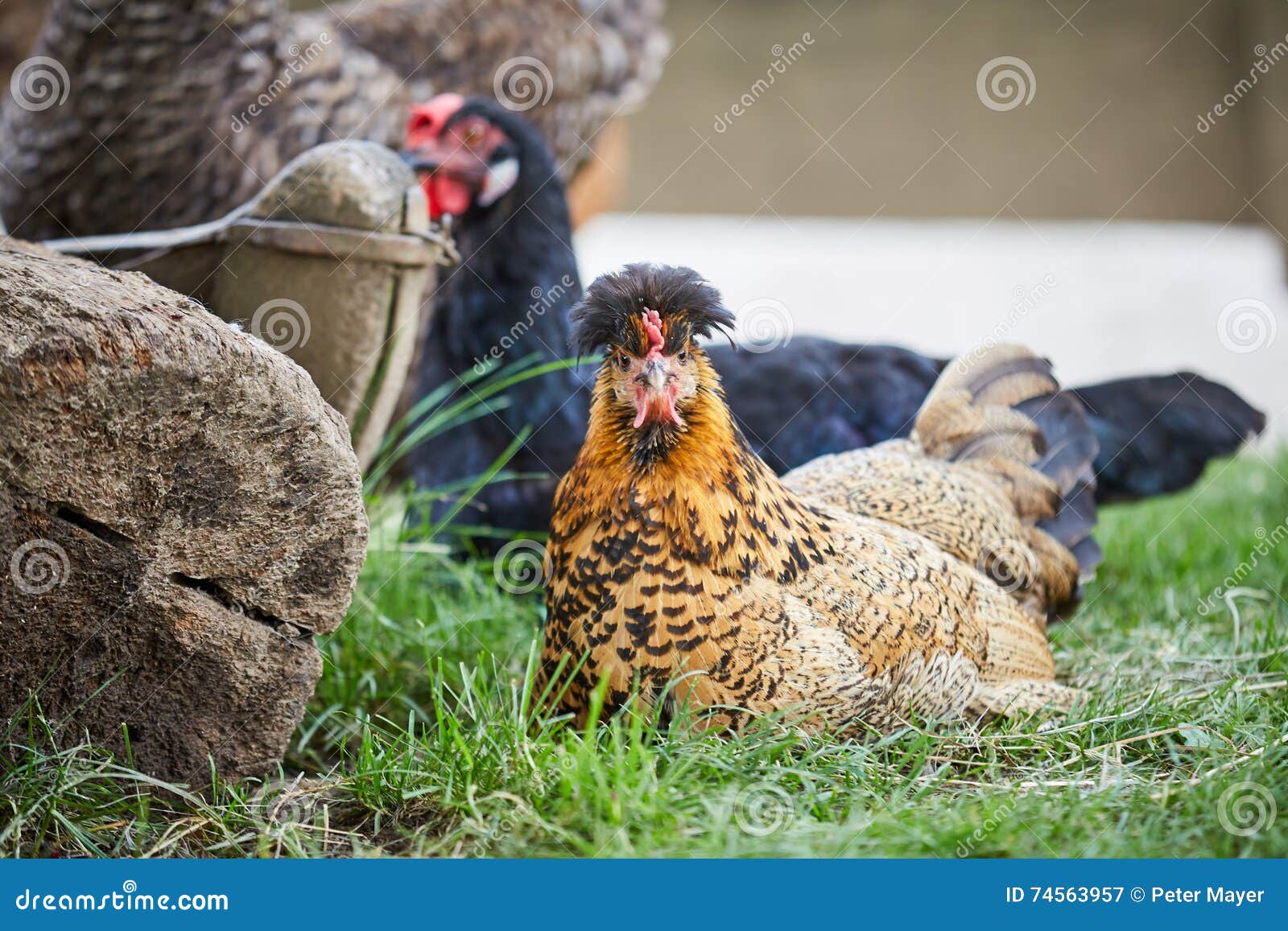 Sitting Hen Breeding Her Eggs Stock Image - Image of breeding, rural ...