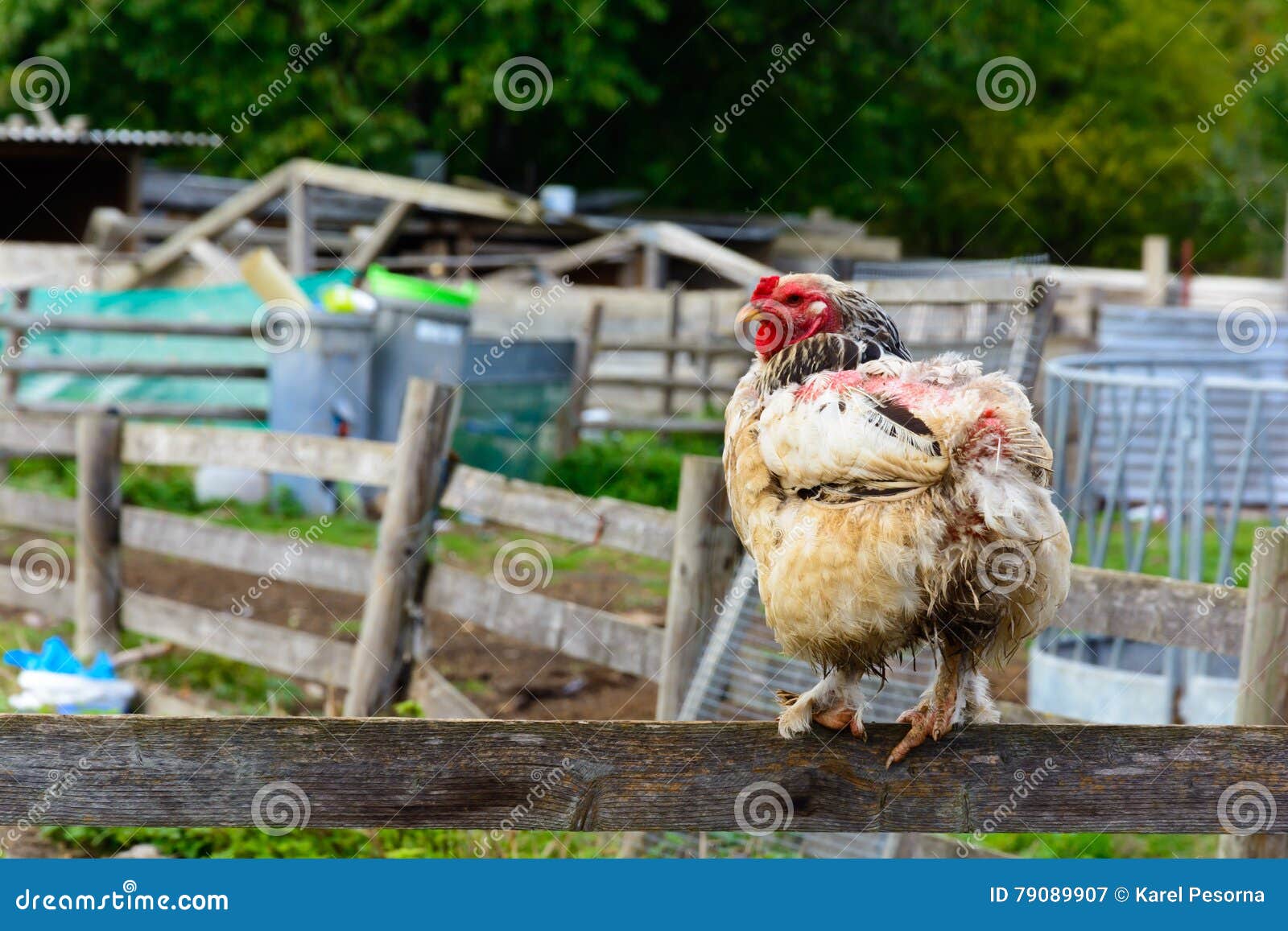 Sitting hen stock image. Image of field, fowl, industry - 79089907