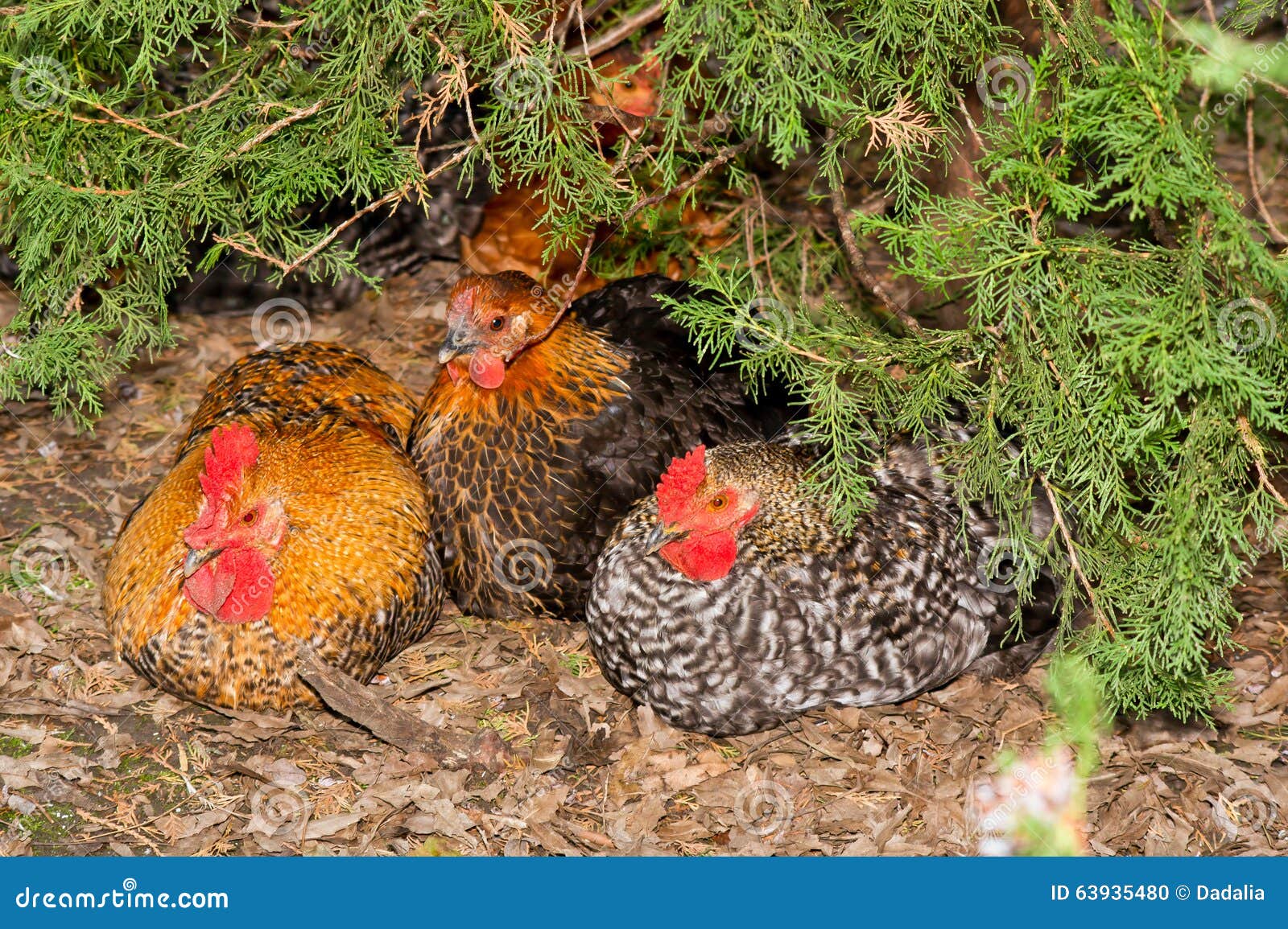 Sitting hen stock photo. Image of farm, black, rural - 63935480