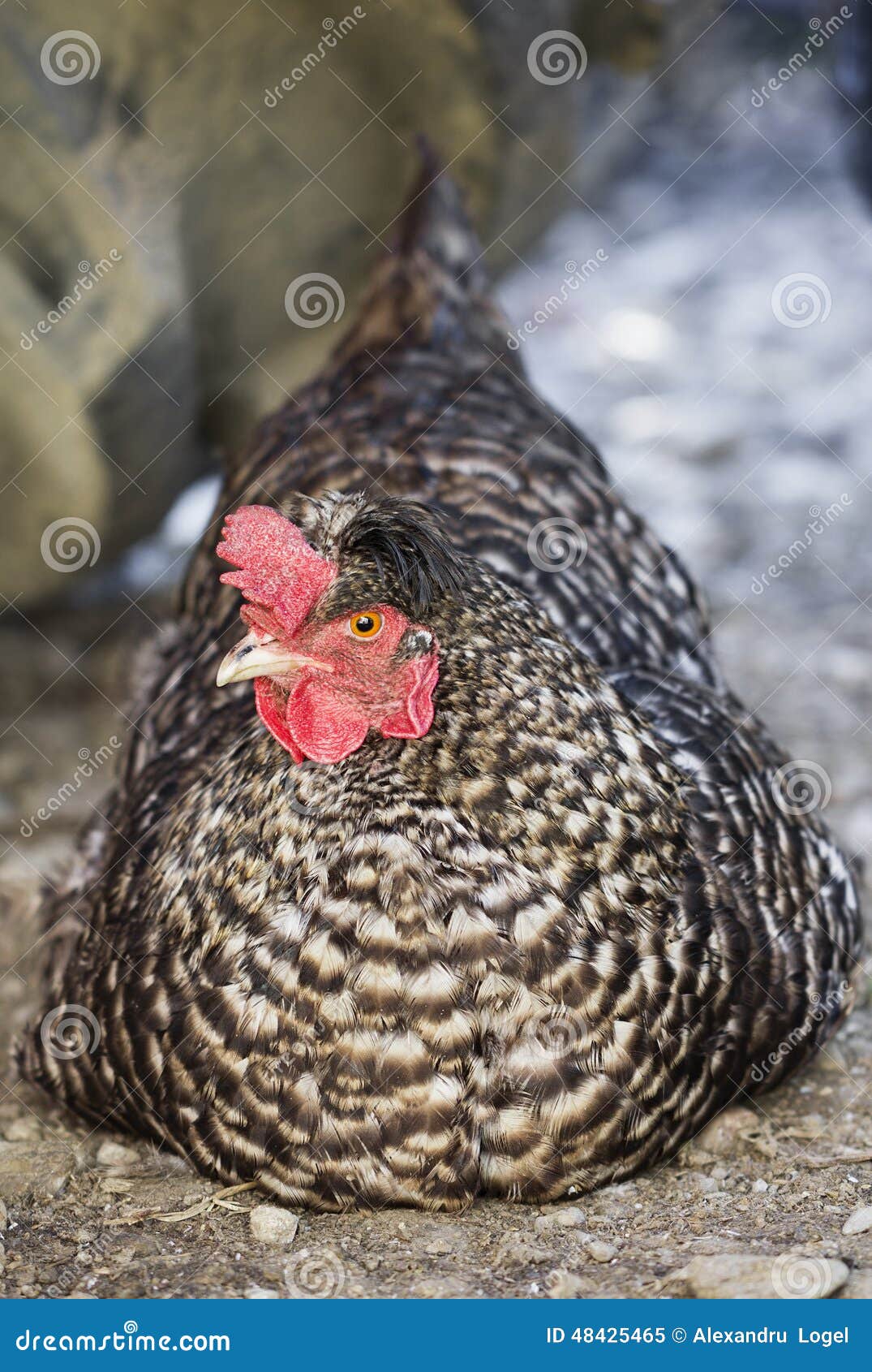 Sitting hen portrait stock image. Image of countryside - 48425465