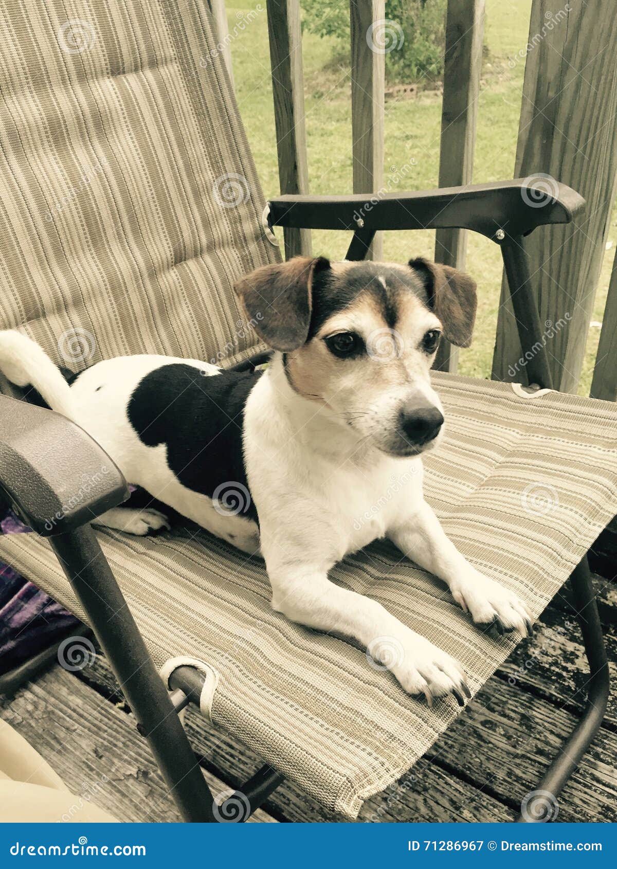 Sitting human dog stock image. Image of human, cute, sitting - 71286967