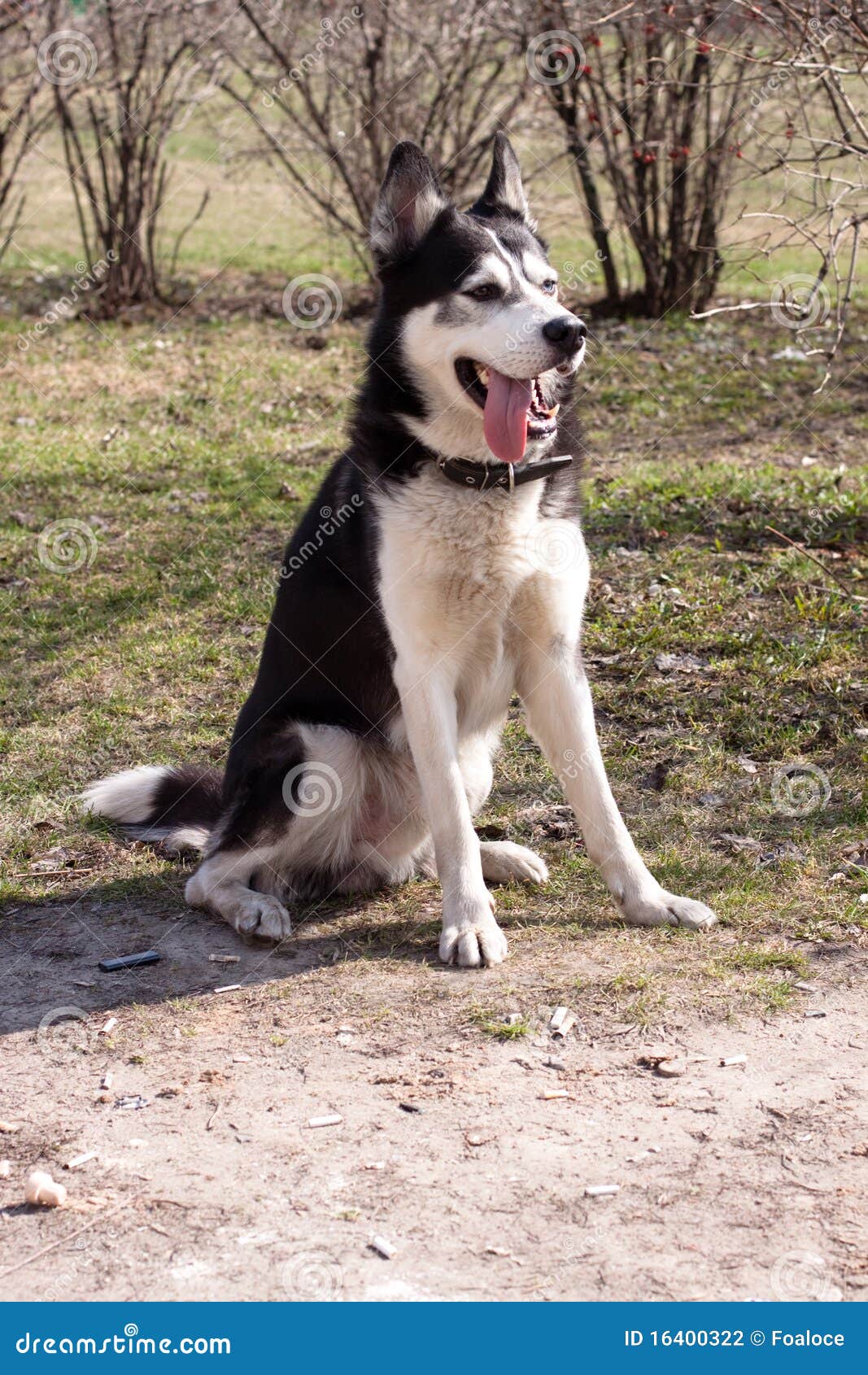 Sitting husky stock photo. Image of grass, green, white - 16400322