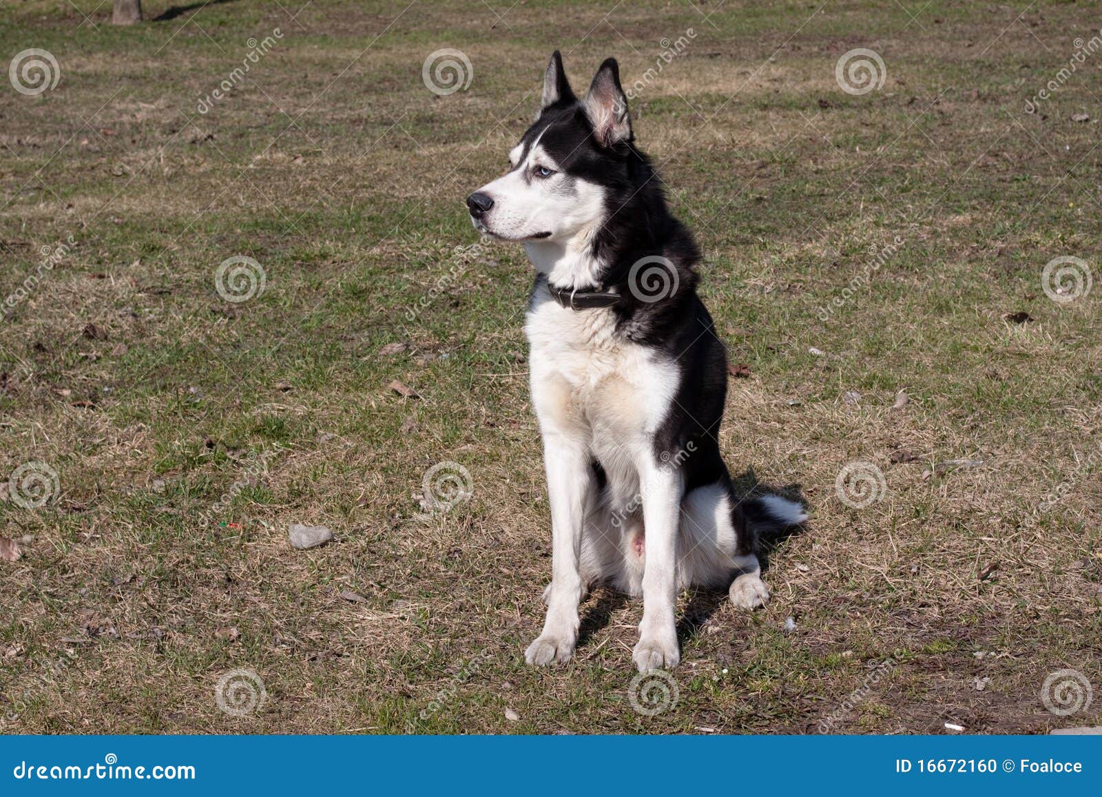 Sitting husky stock photo. Image of sunny, husky, sunlight - 16672160