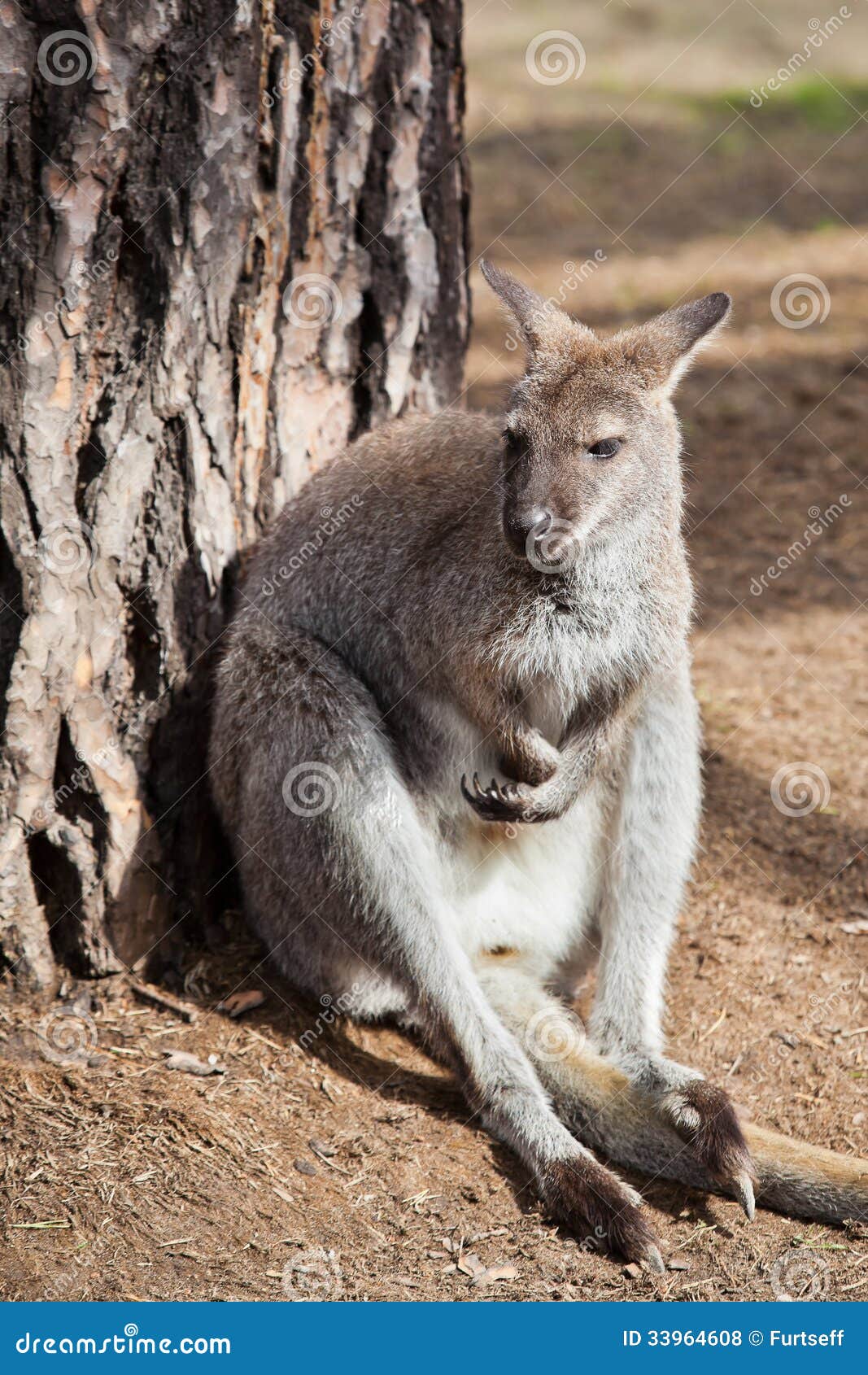 Sitting kangaroo stock photo. Image of head, environmental - 33964608