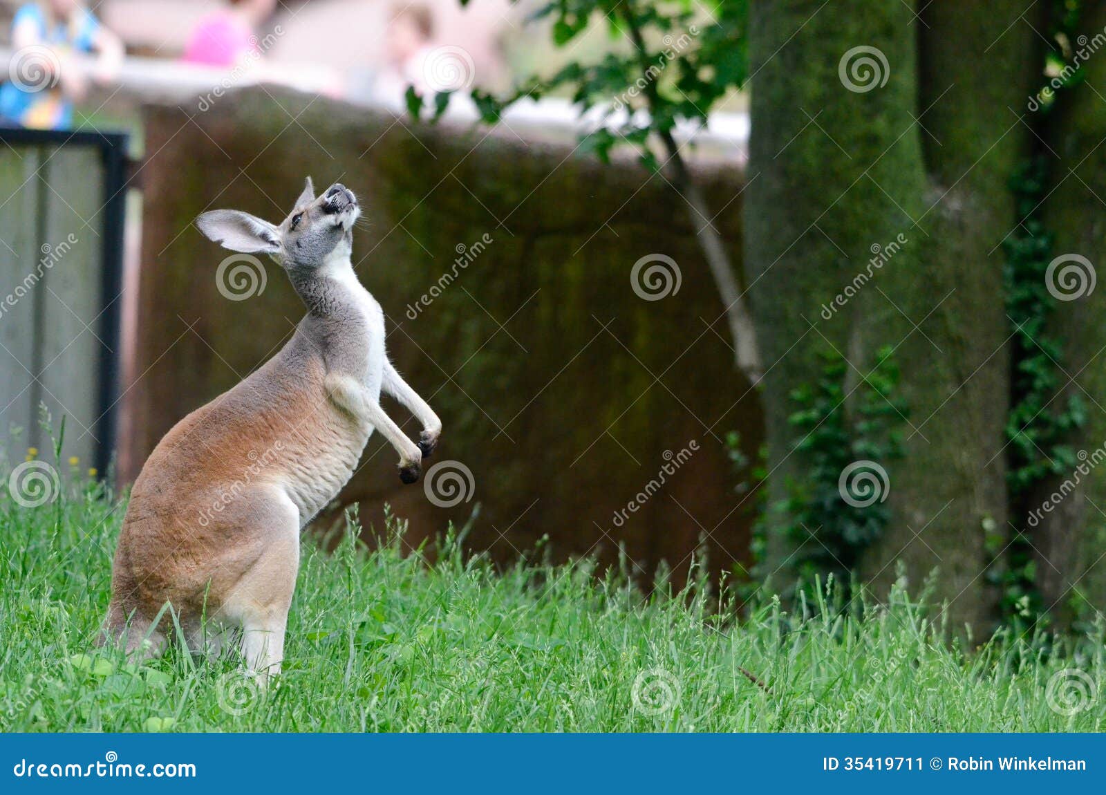 Sitting kangaroo stock image. Image of australian, tree - 35419711