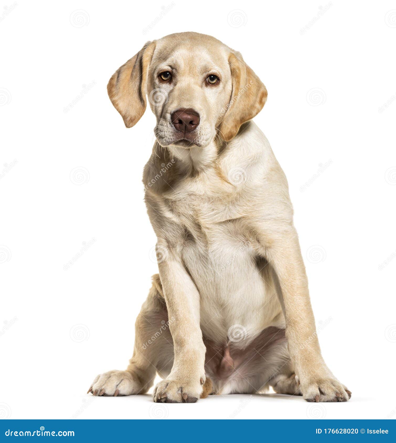 Sitting Labrador, isolated stock photo. Image of sitting - 176628020