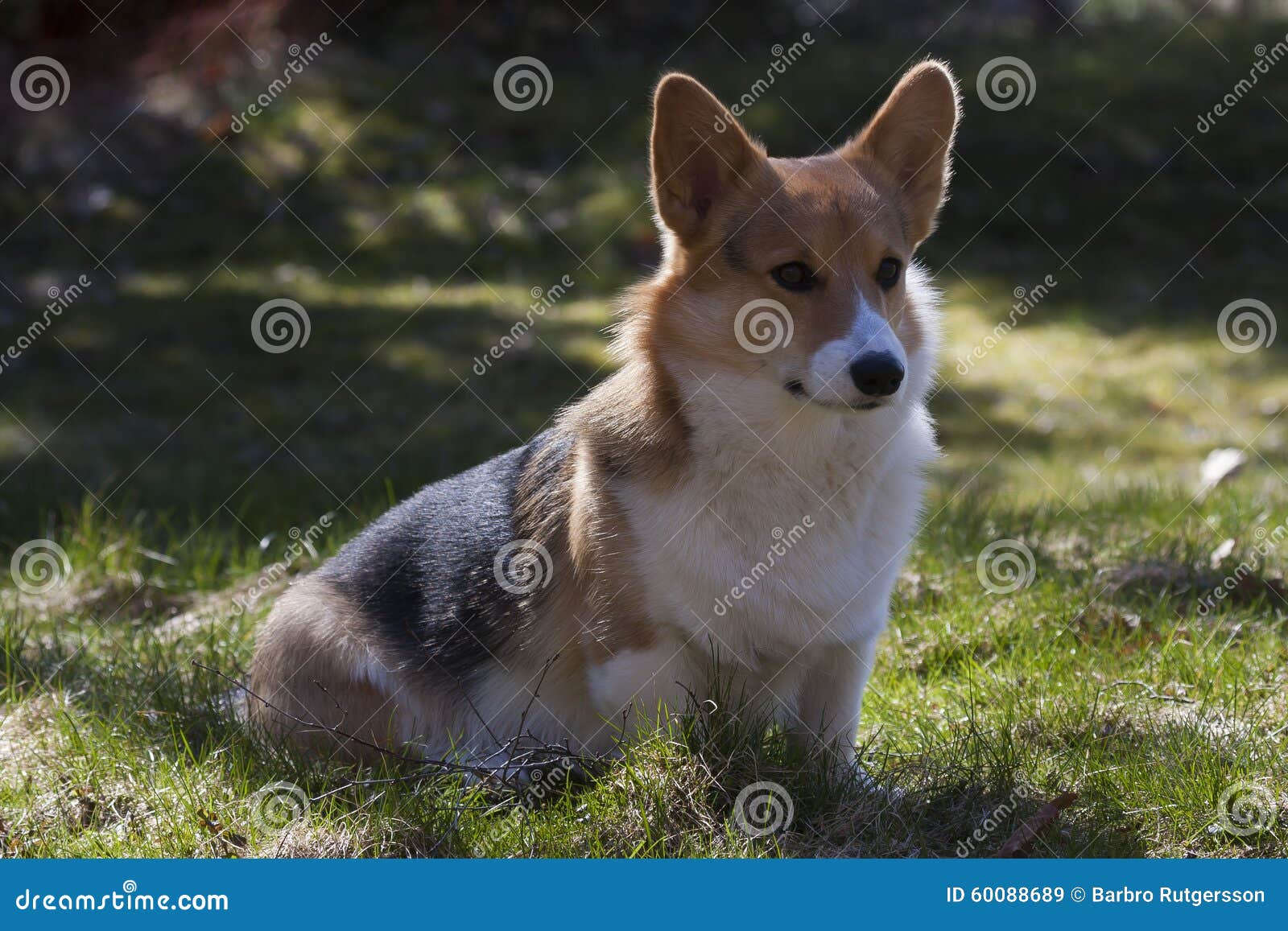 Sitting on the lawn stock image. Image of lawn, stares - 60088689