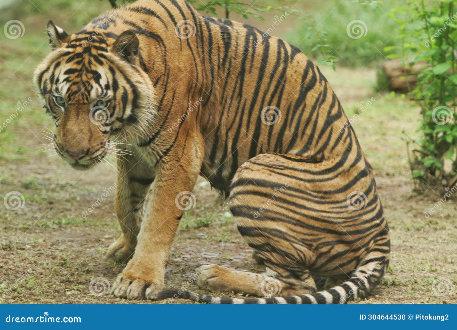 Sitting lazily stock photo. Image of striped, giraffe - 304644530