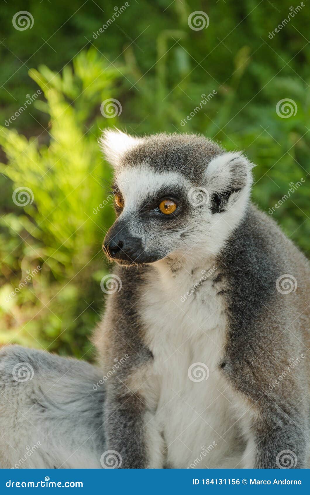 Sitting lemur stock photo. Image of closeup, eyes, sitting - 184131156