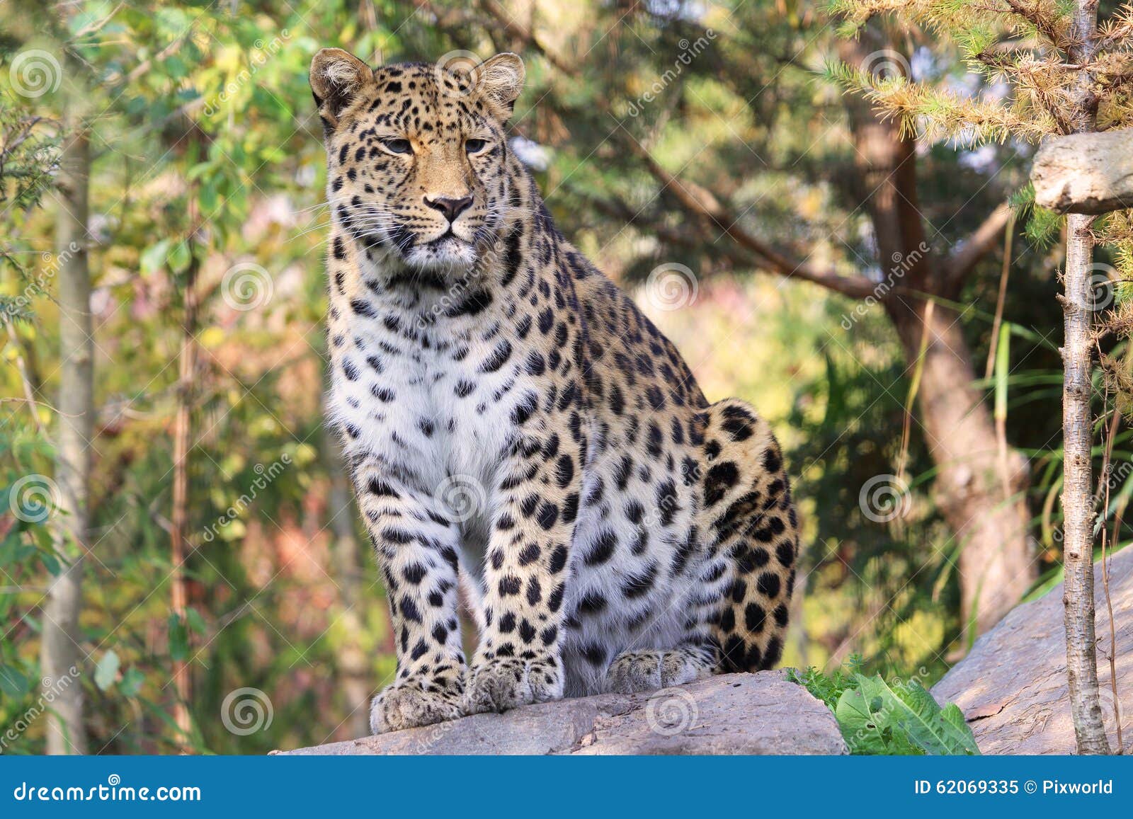 Sitting leopard stock image. Image of power, drinking - 62069335
