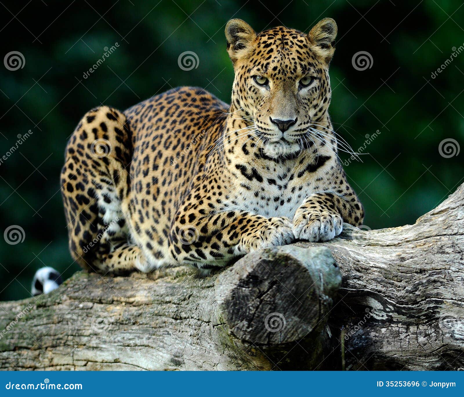 Sitting Leopard stock photo. Image of cheetah, male, nature - 35253696