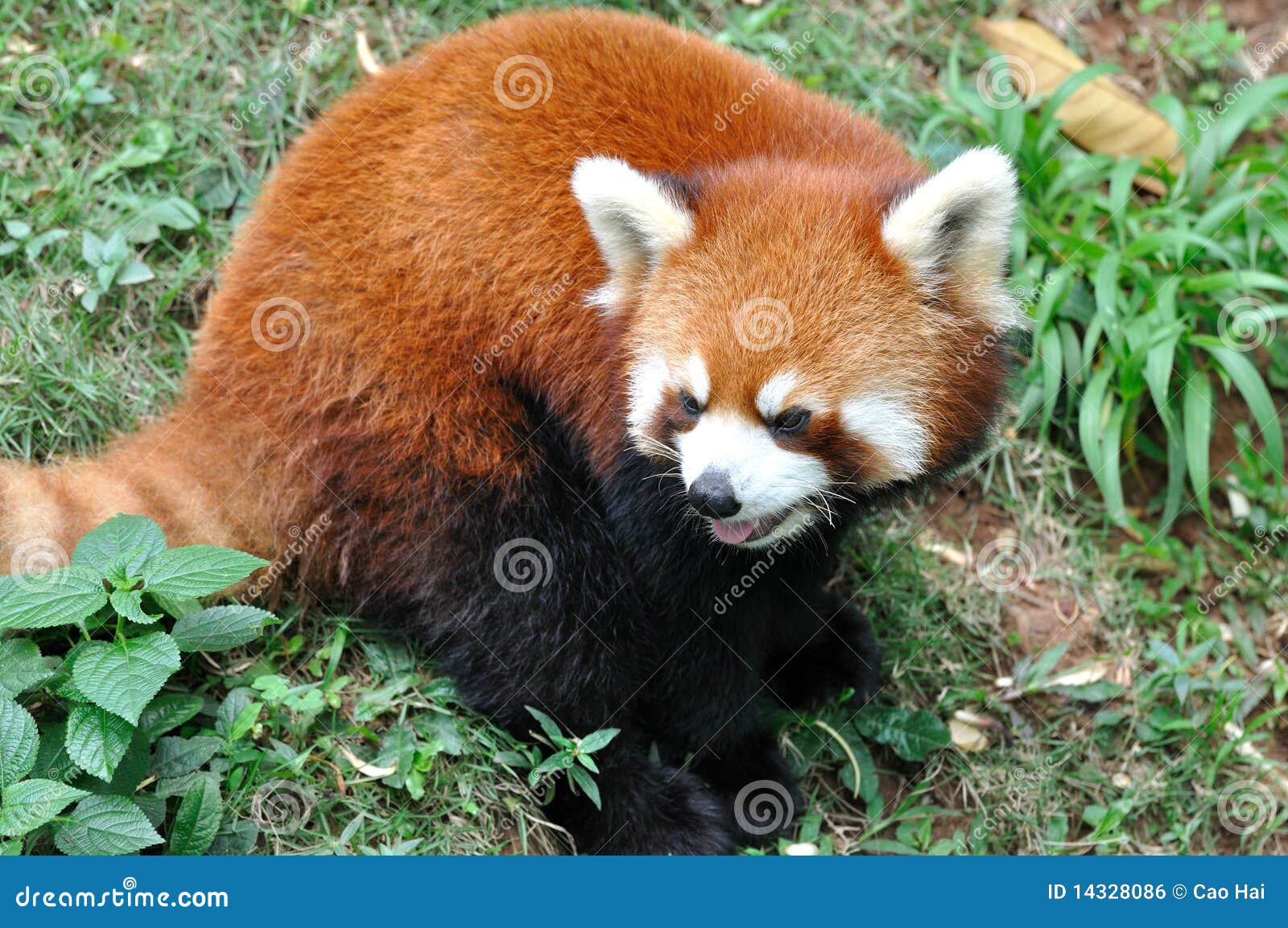 A sitting lesser panda stock photo. Image of precious - 14328086
