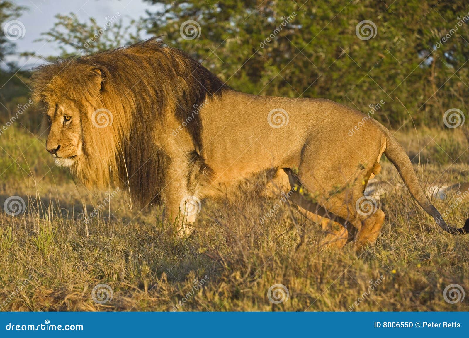 Sitting Lion stock photo. Image of sitting, leader, masculine - 8006550