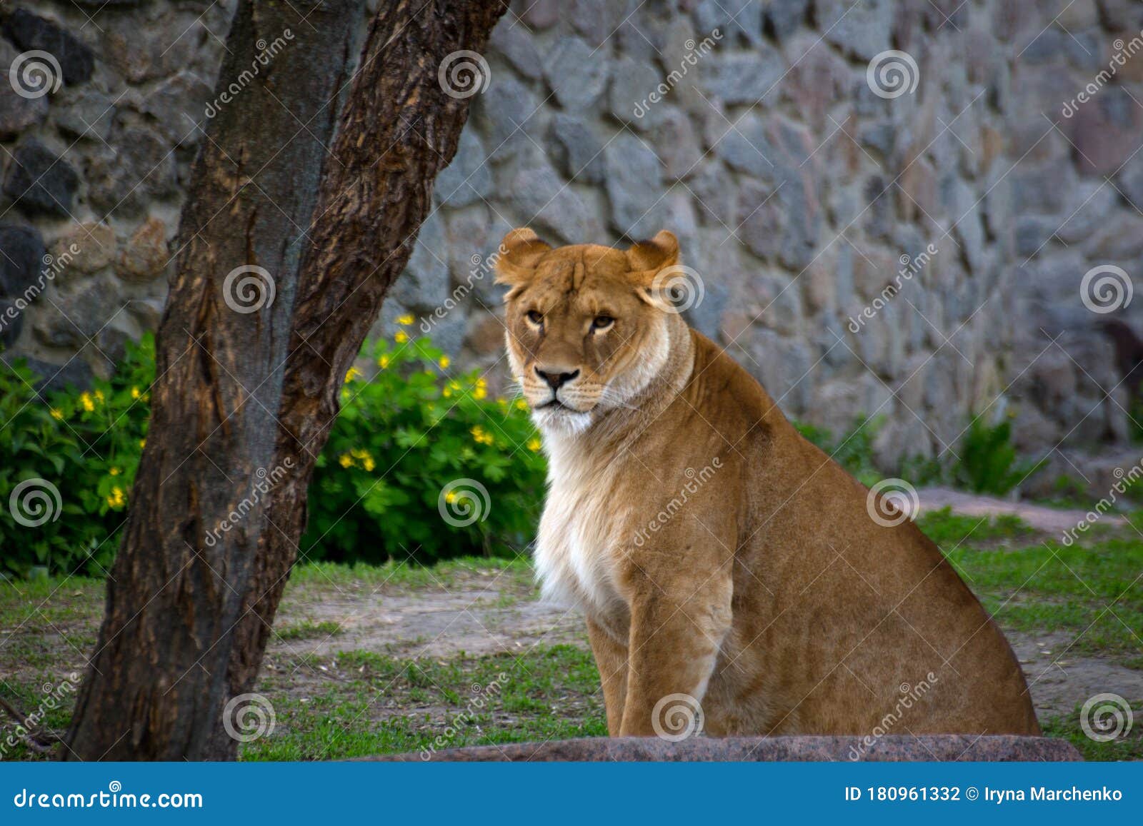 Sitting Lioness stock photo. Image of furry, garden - 180961332