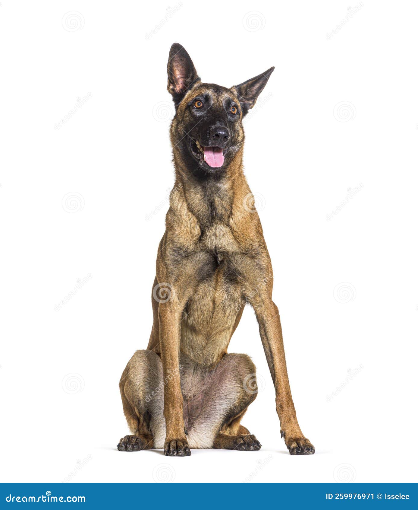 Sitting and Looking Up Malinois Panting, Isolated on White Stock Image ...