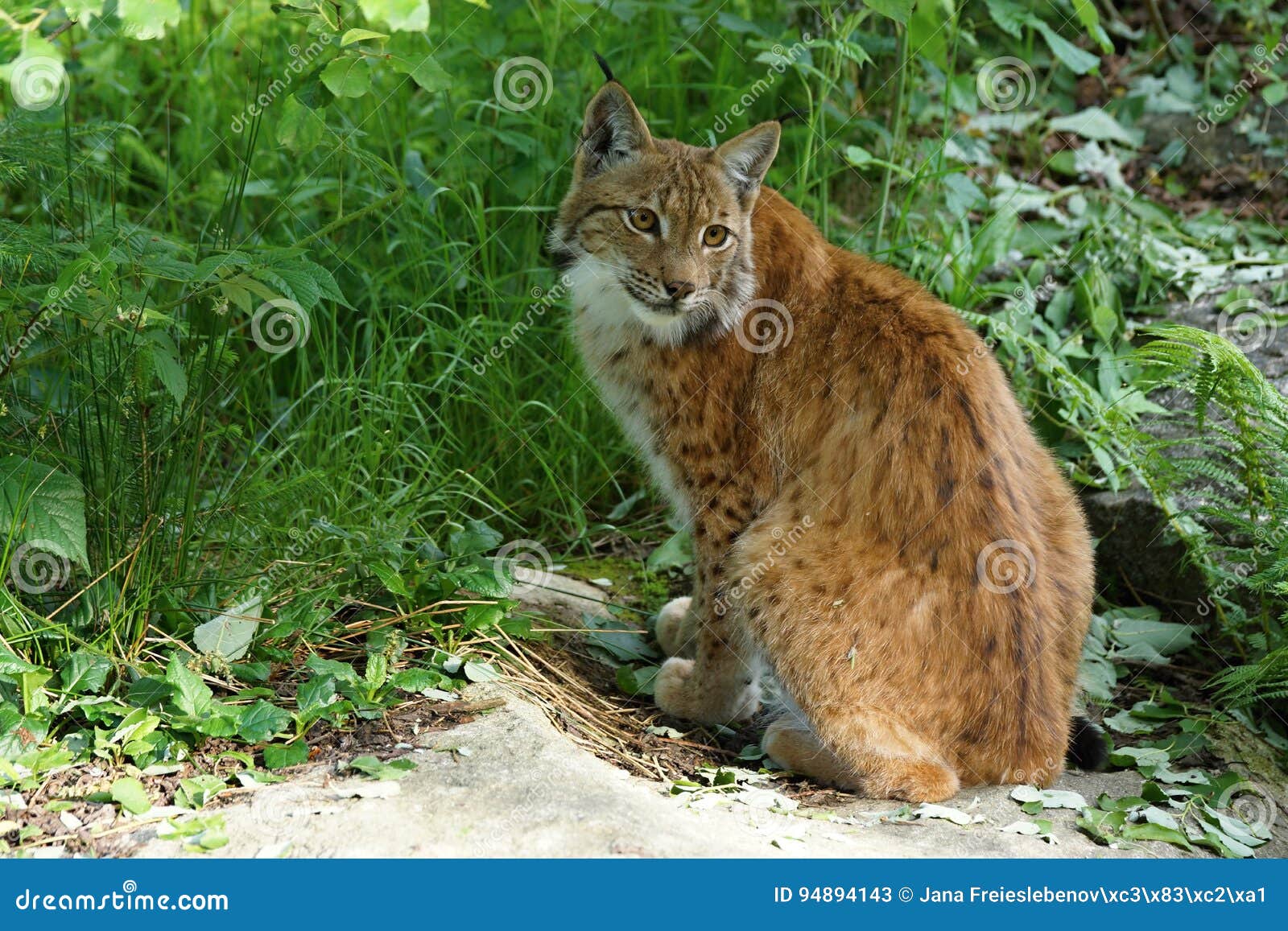 Sitting lynx stock image. Image of pets, animal, breathing - 94894143