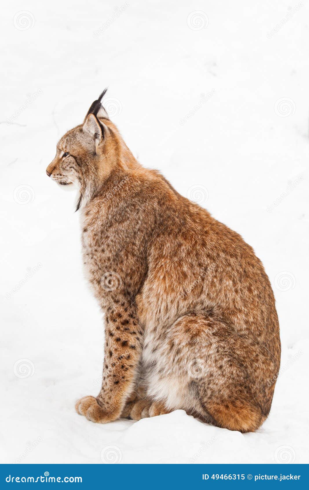 Sitting lynx stock image. Image of feline, dangerous - 49466315