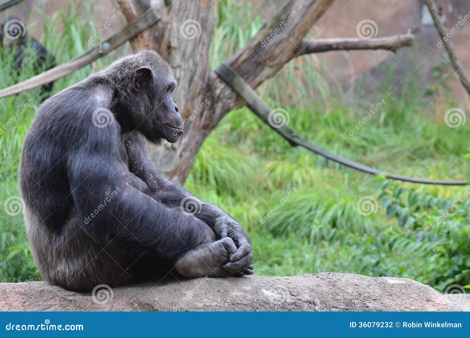 Sitting male chimp stock photo. Image of fold, stare - 36079232