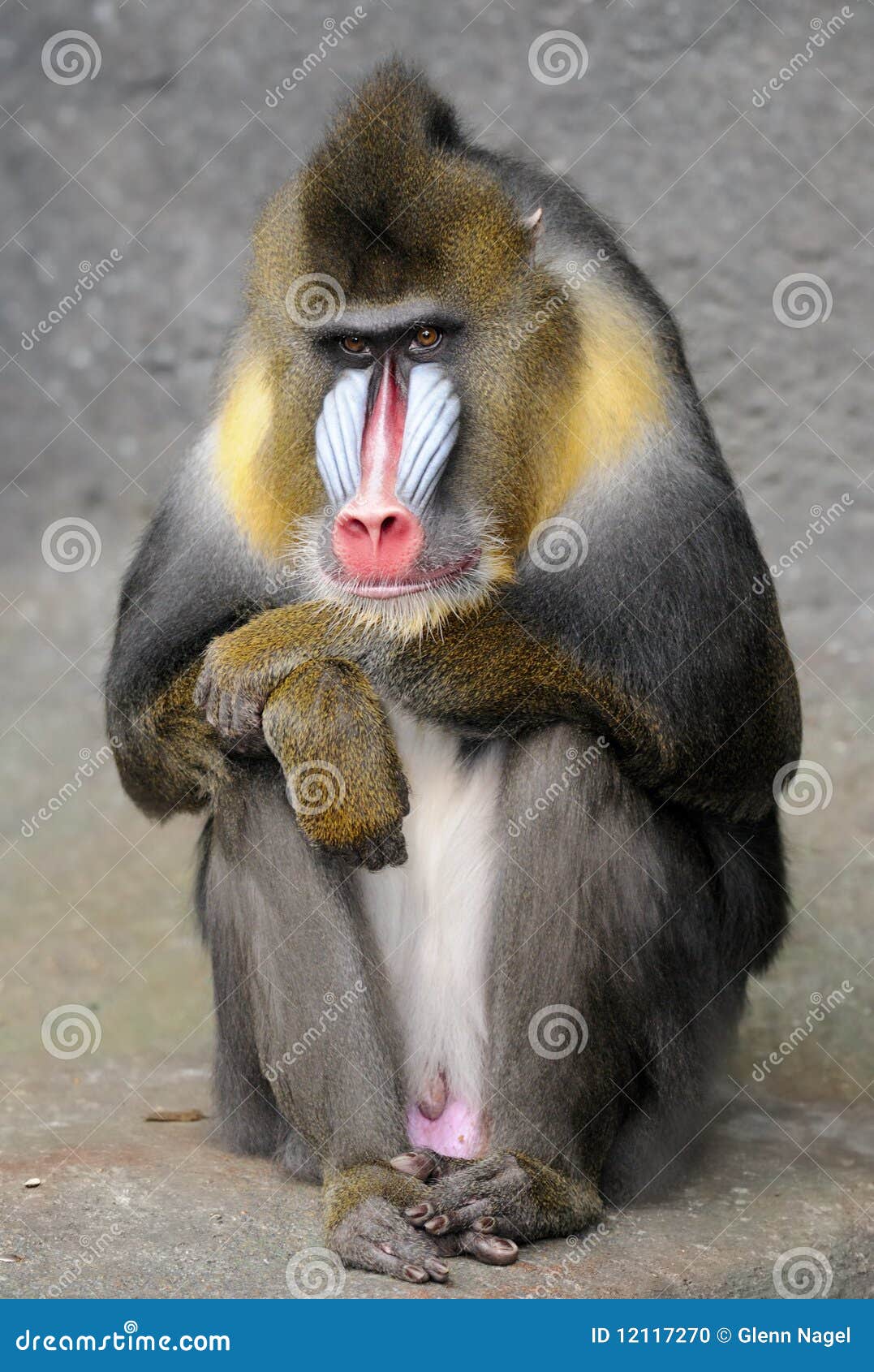 Sitting mandrill stock photo. Image of mandrillus, brown - 12117270