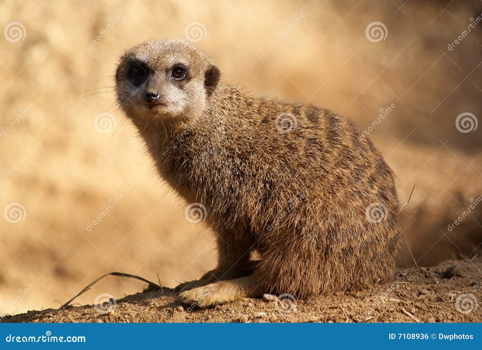 Sitting Meerkat stock photo. Image of sitting, attention - 7108936