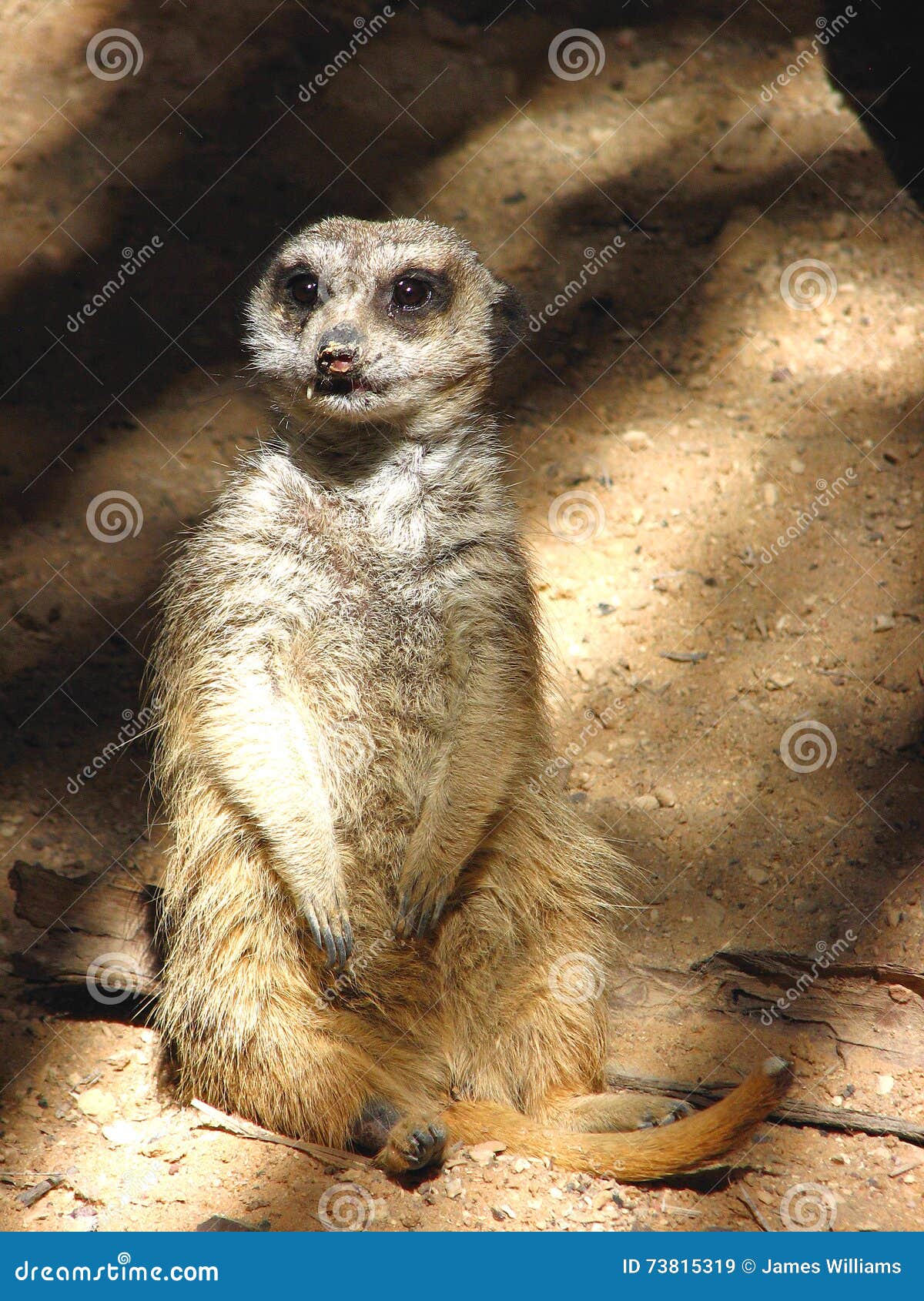 Sitting Meerkat stock image. Image of meerkat, israeli - 73815319