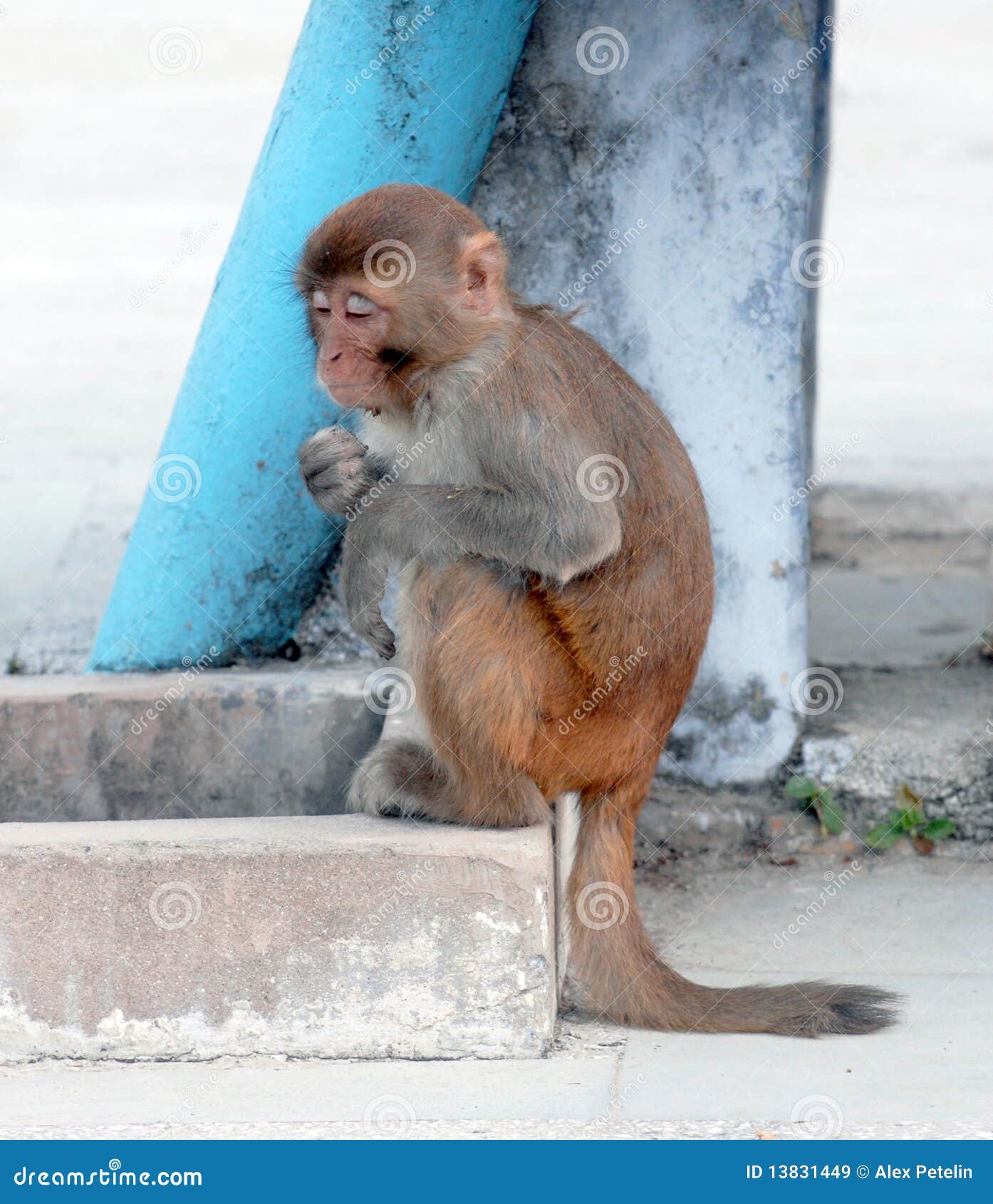 A Sitting Monkey Innocently In The Zoo Stock Image | CartoonDealer.com ...