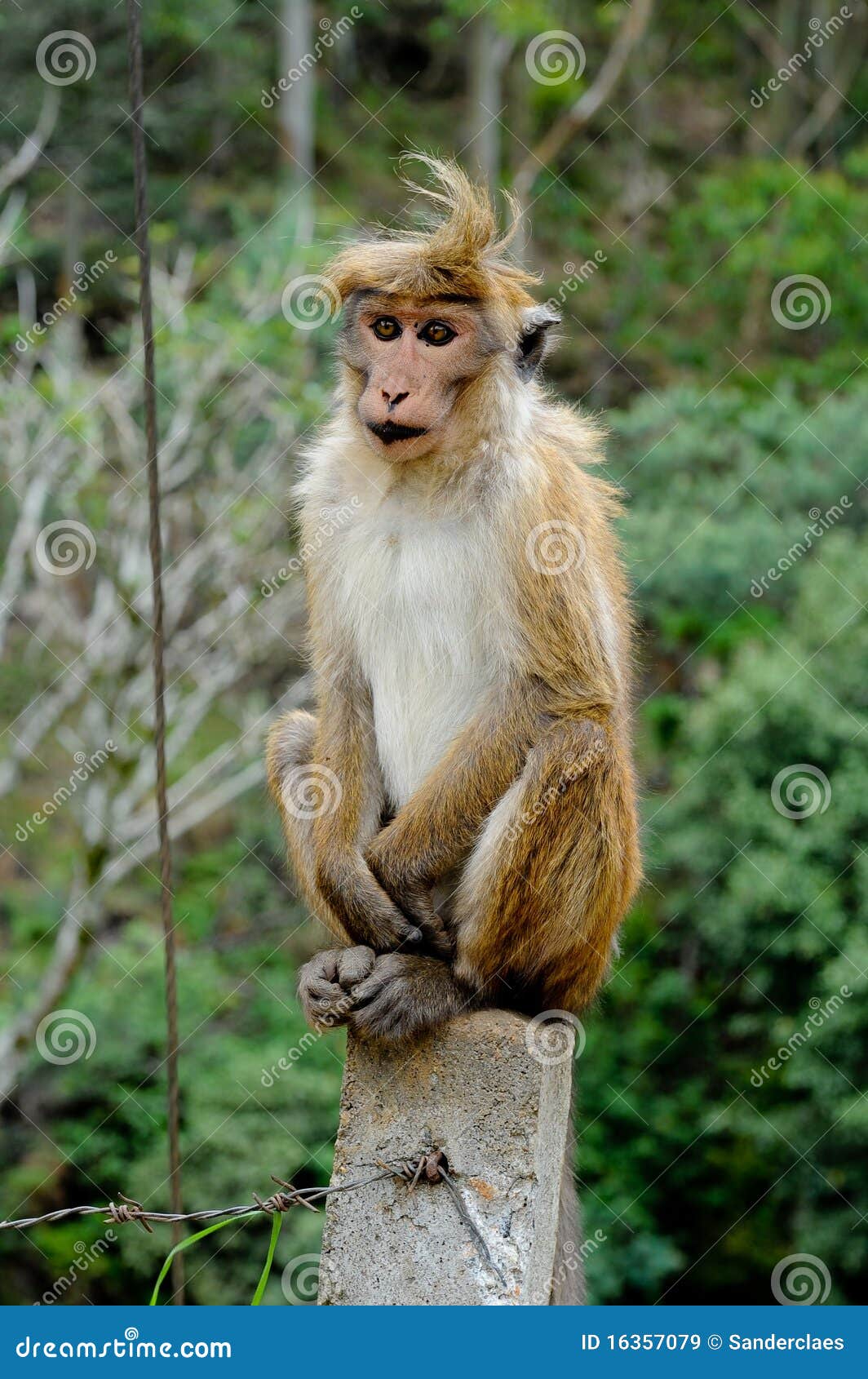 Sitting monkey stock image. Image of lankan, cute, sitting - 16357079