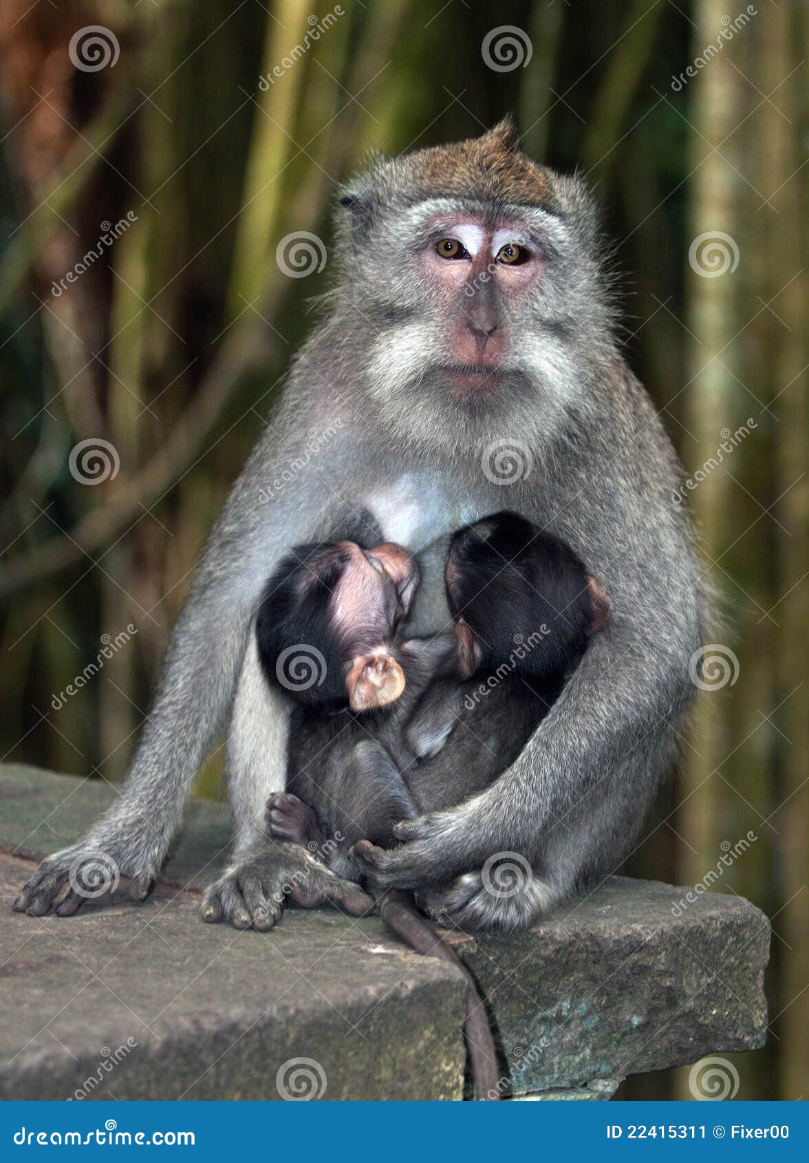 Sitting monkey stock image. Image of mammal, motherhood - 22415311