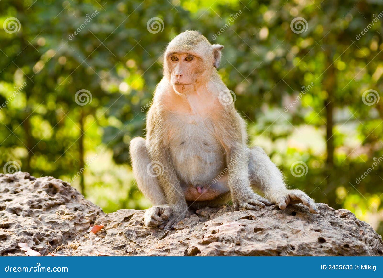 Sitting monkey stock image. Image of nature, wildlife - 2435633