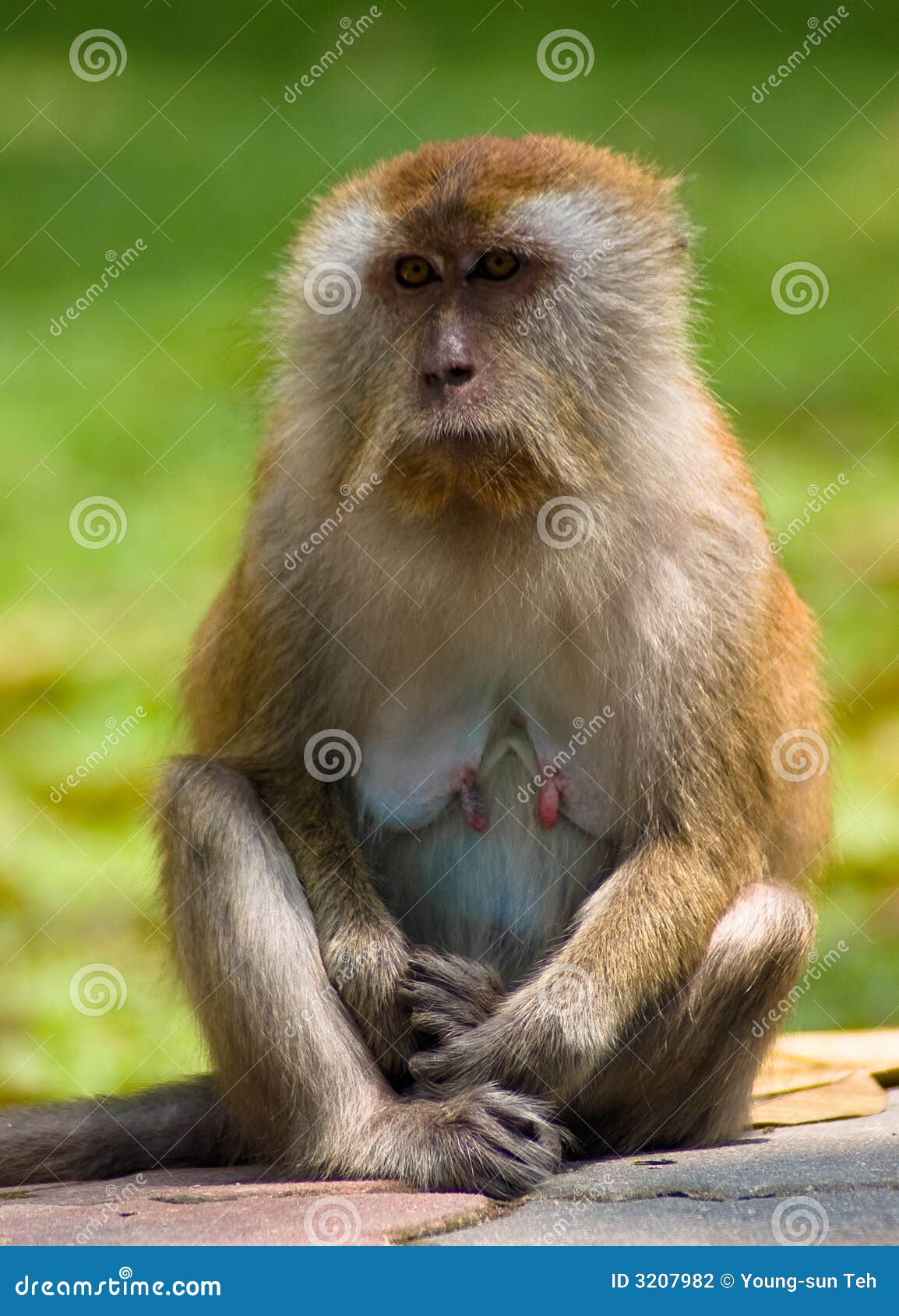 Sitting Monkey Stock Photography - Image: 3207982