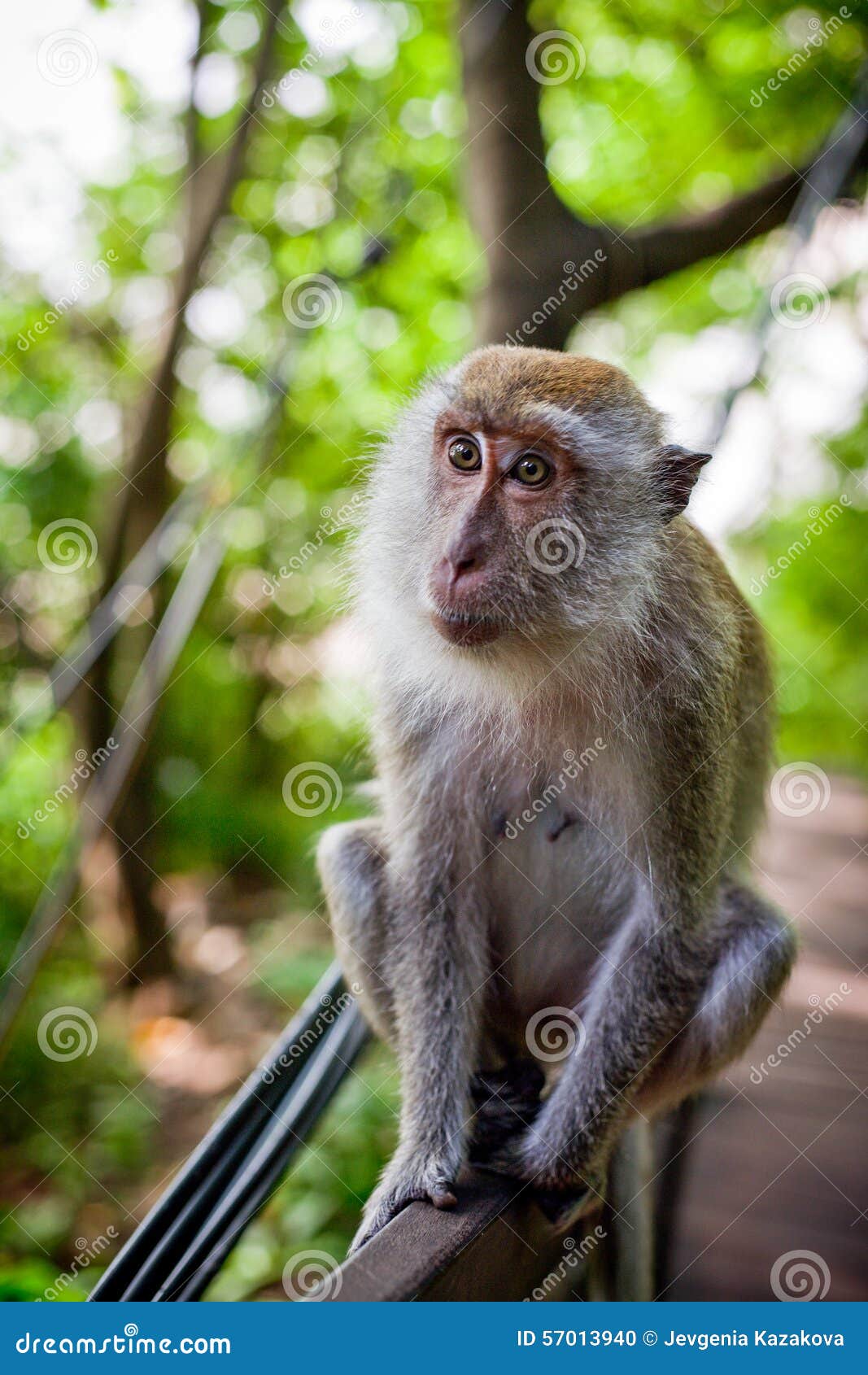 Sitting monkey stock photo. Image of forest, mammal, exotic - 57013940