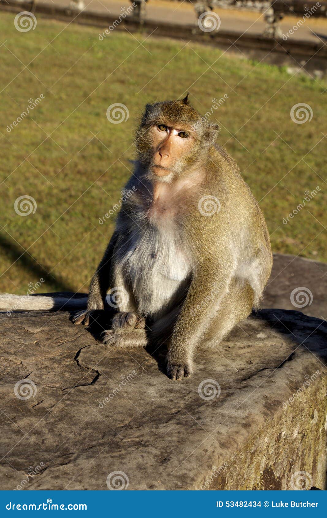 Sitting Monkey stock photo. Image of lens, nature, scape - 53482434