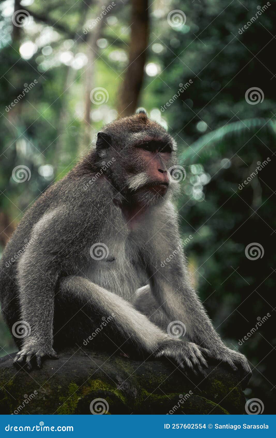 Sitting Monkey stock photo. Image of waiting, mammal - 257602554