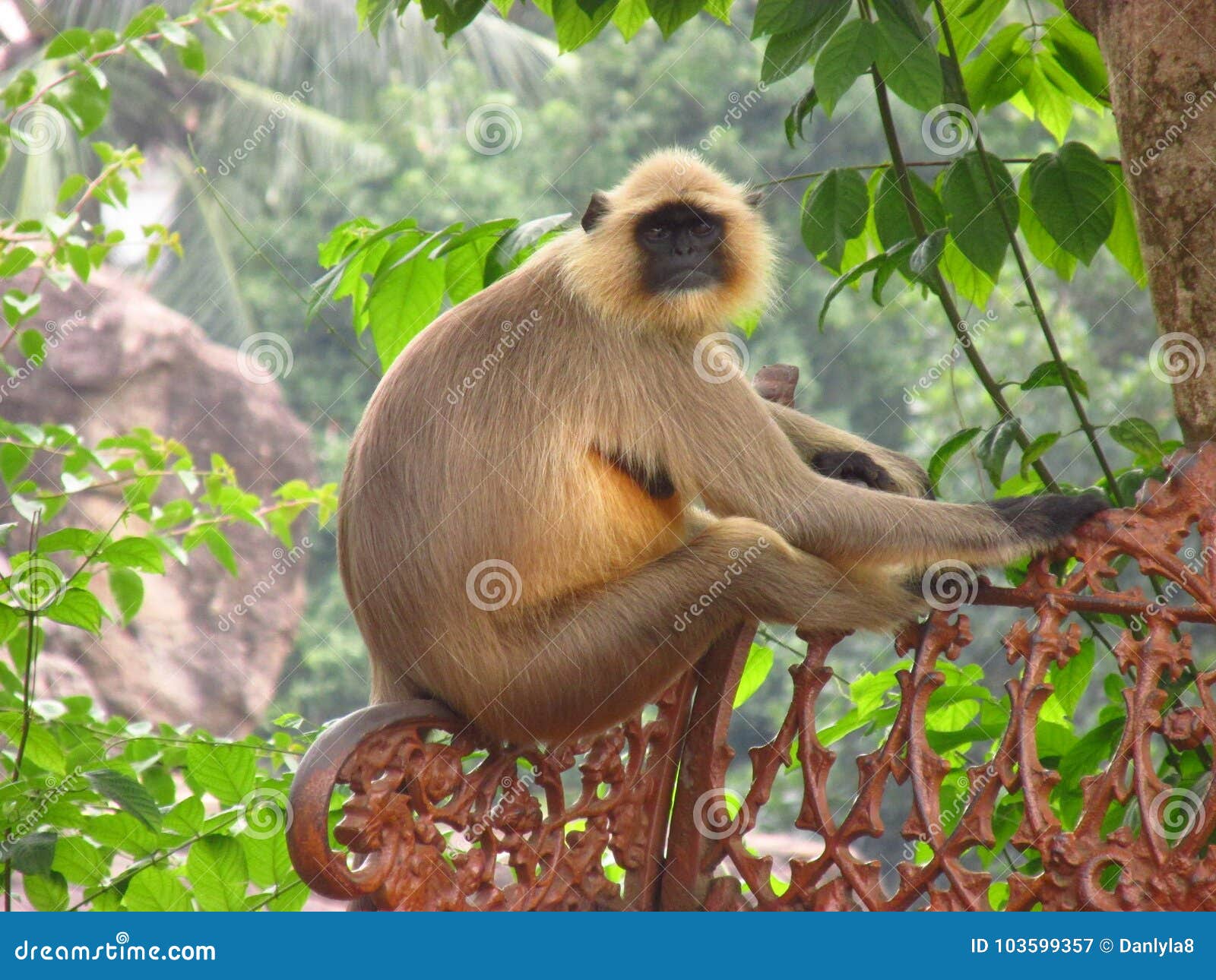 Sitting monkey stock image. Image of india, animals - 103599357