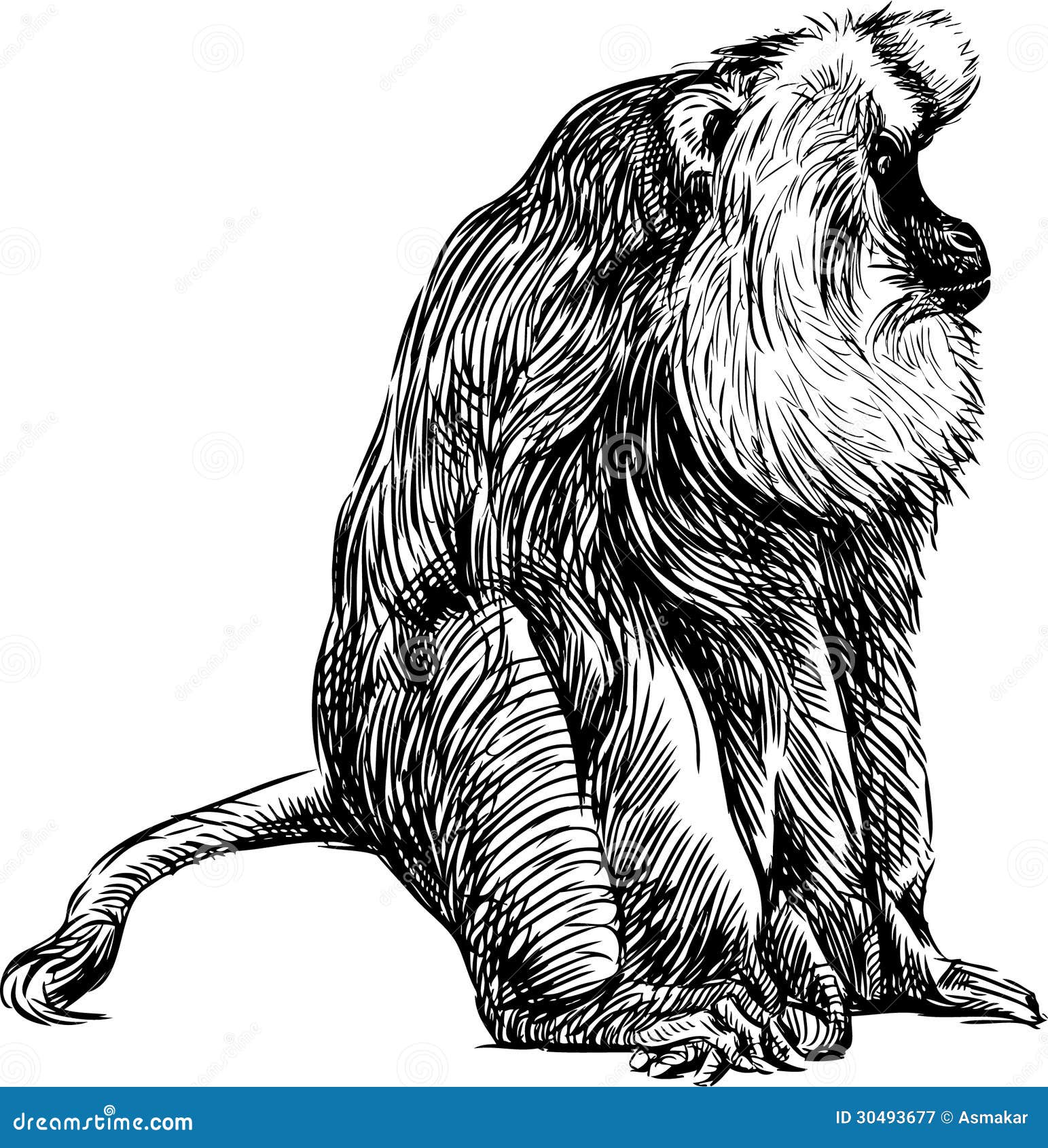 Sitting monkey stock vector. Illustration of sitting - 30493677