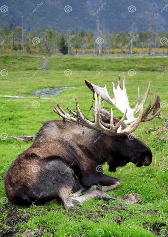 Sitting Moose stock image. Image of rest, mellow, mountain - 8193013
