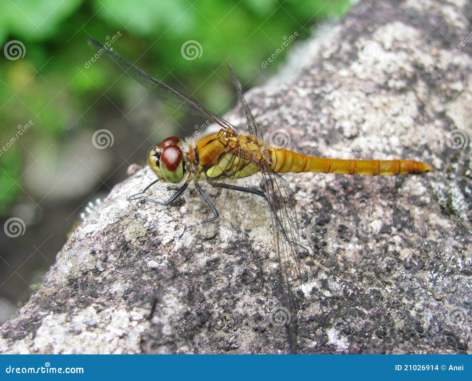 Sitting Orange Dragonfly on a Stone Stock Photo - Image of japan, head ...