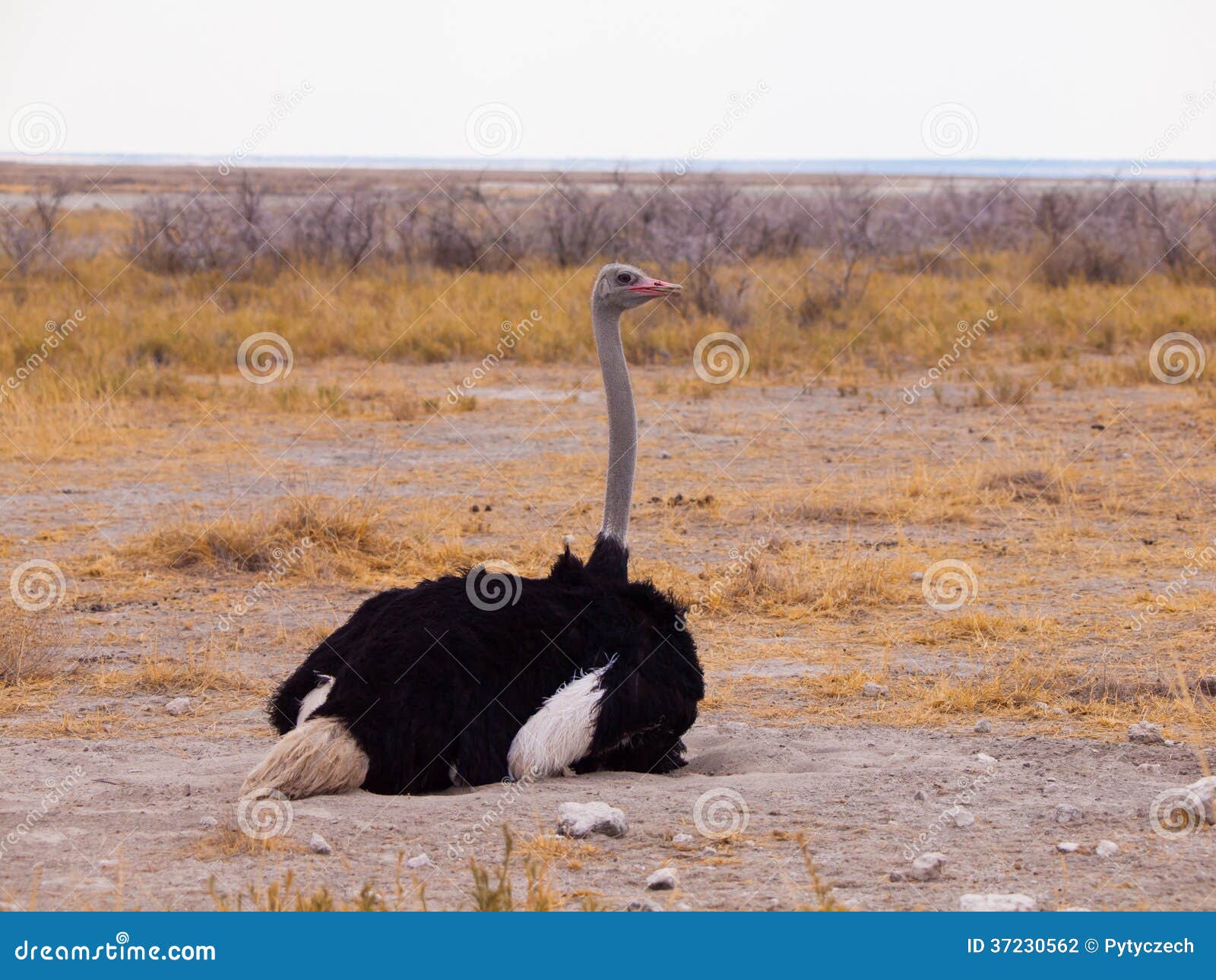Sitting ostrich stock photo. Image of fauna, struthio - 37230562