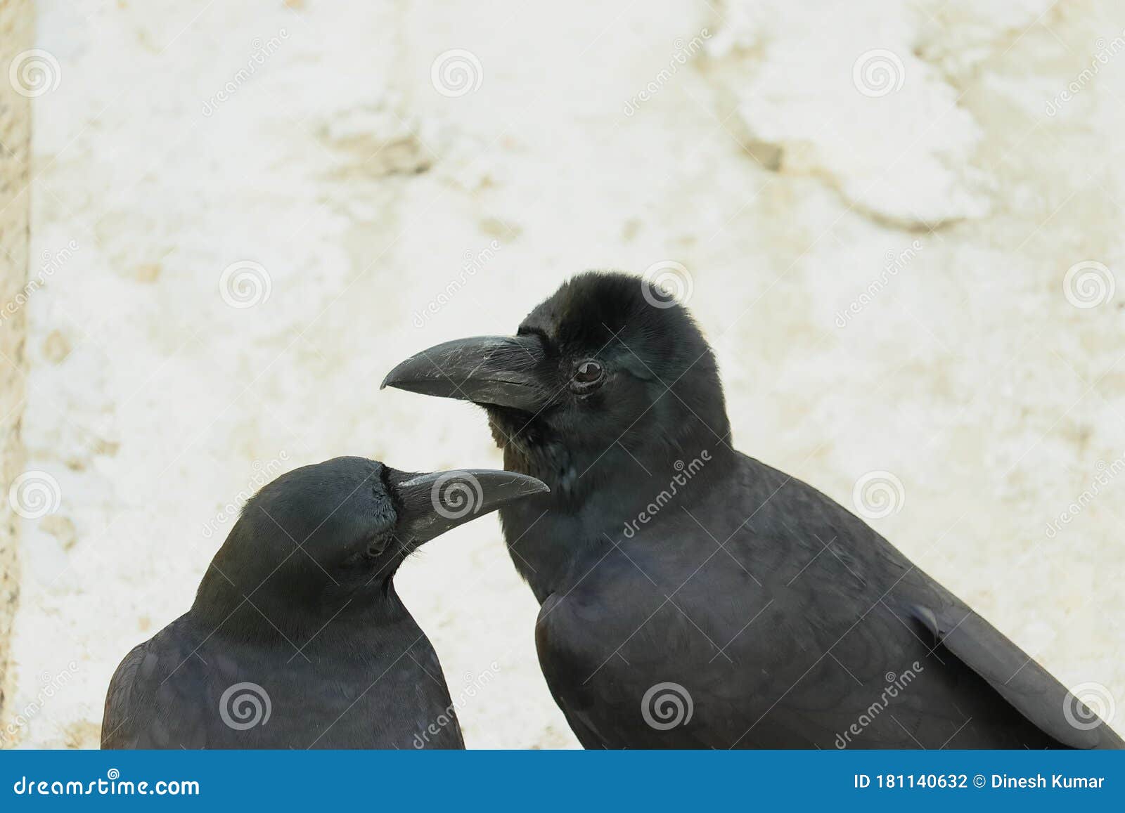 Sitting Outside Portrait of Couple Raven Stock Photo - Image of nature ...