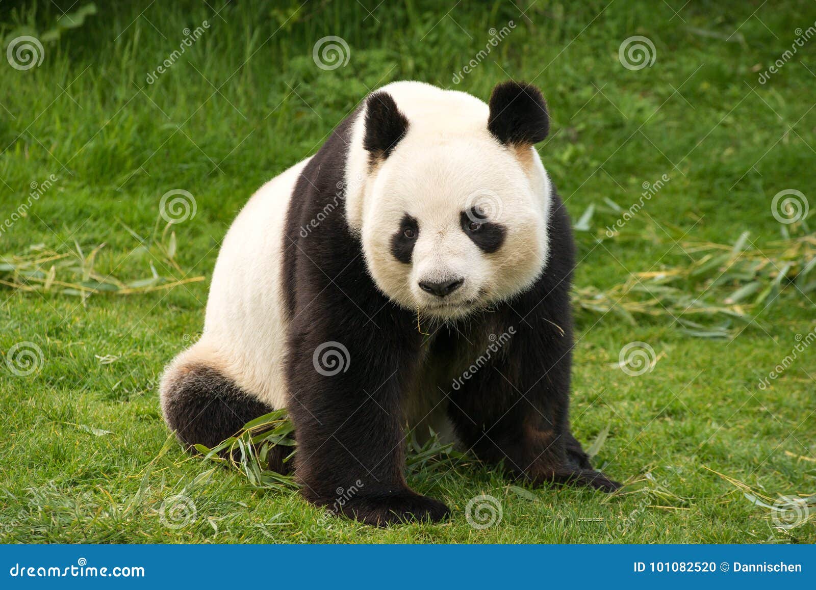 Staring panda stock photo. Image of seat, tilted, green - 101082520