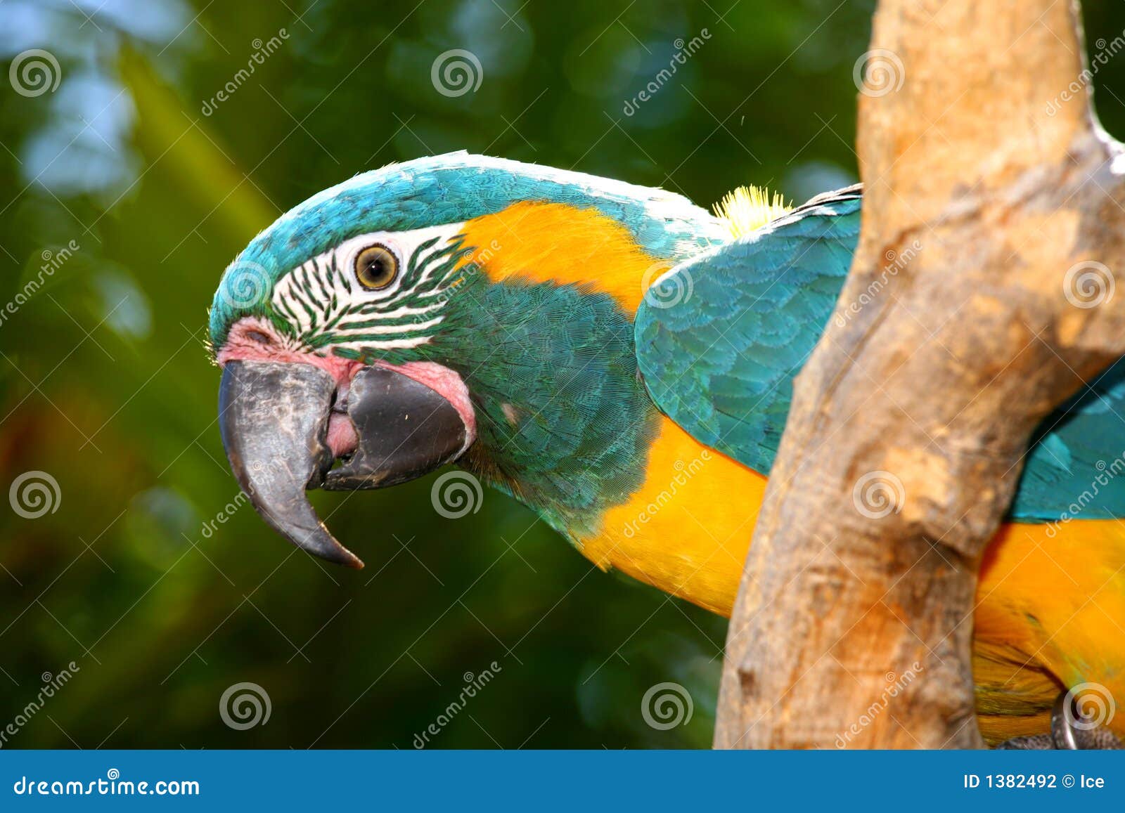 Sitting Parrot stock photo. Image of sitting, sharp, green - 1382492